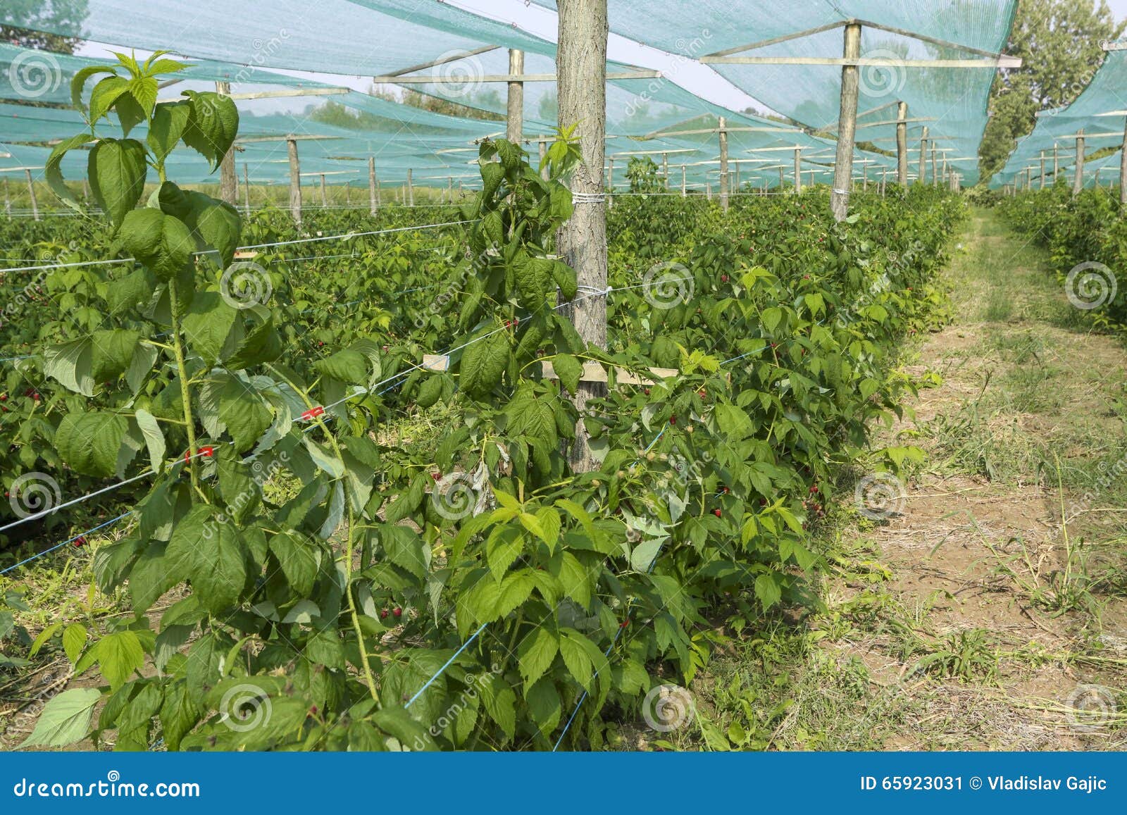 Raspberry orchard stock image. Image of horticultural - 65923031
