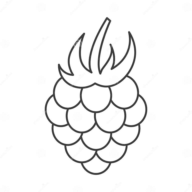 Raspberry outline icon stock vector. Illustration of organic - 319110963