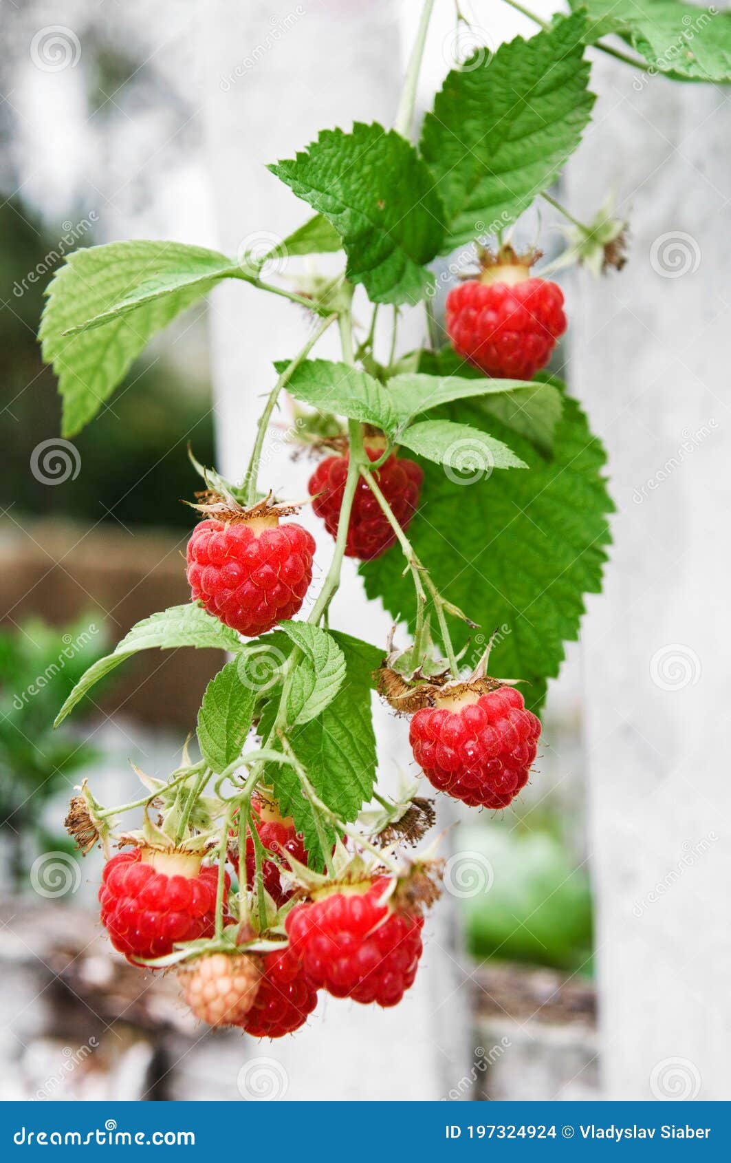 Raspberry over fence stock photo. Image of closeup, foliage - 197324924
