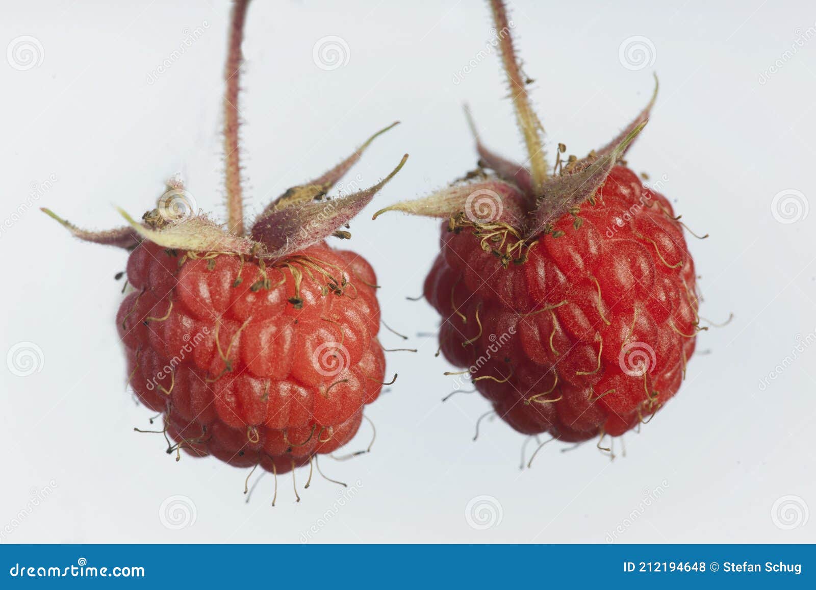 Raspberry Pair - Isolated on White Stock Photo - Image of side, white ...