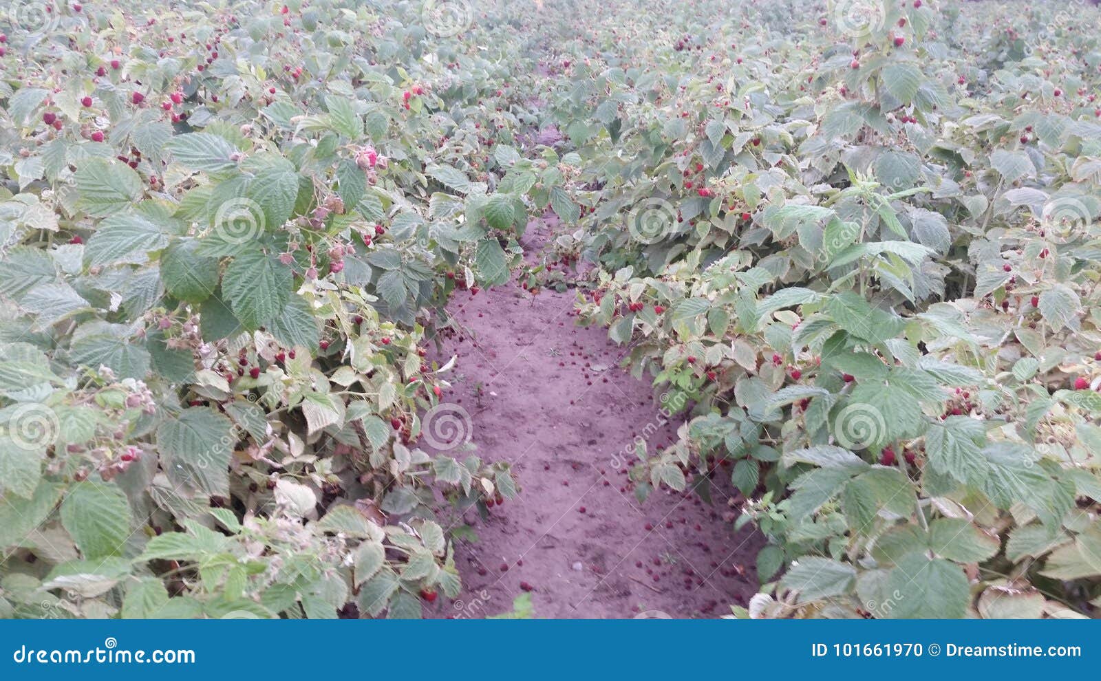 Rich Raspberry Patch Stock Photos - Free & Royalty-Free Stock Photos ...