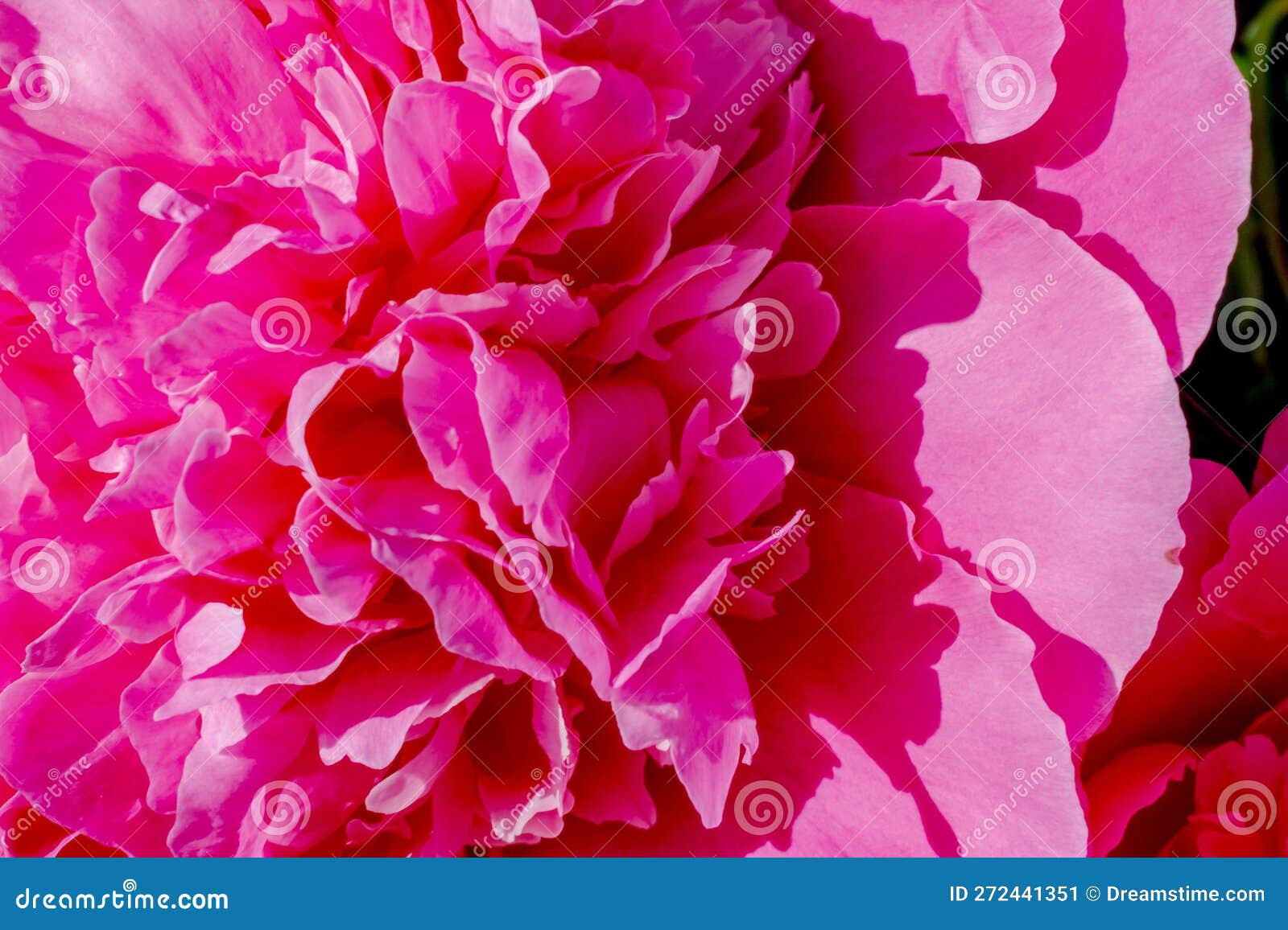 Raspberry peony. Macro stock image. Image of foliage - 272441351