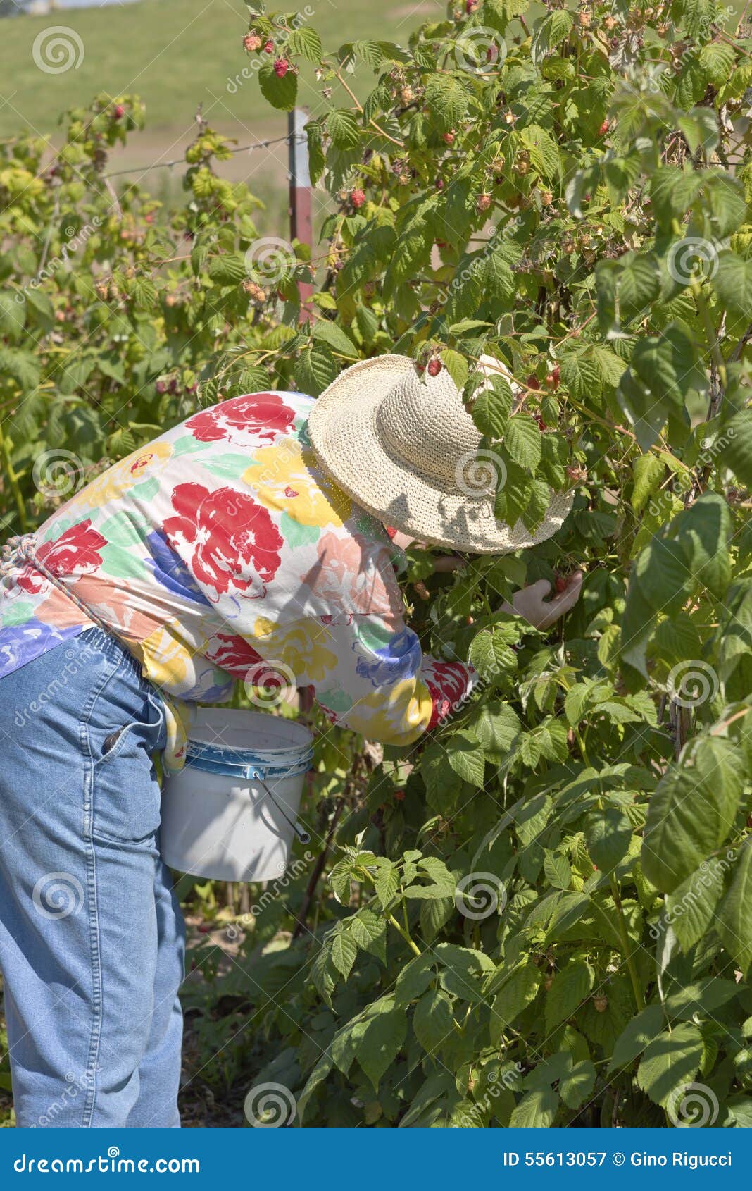 Raspberry Picking at a Rural Farm. Stock Image - Image of seasonal ...