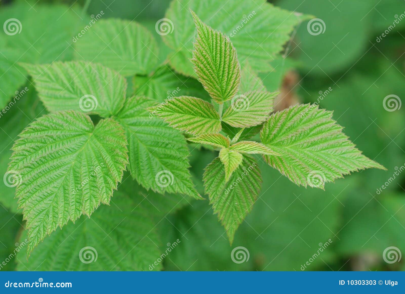 Raspberry plant stock image. Image of greenery, wild - 10303303