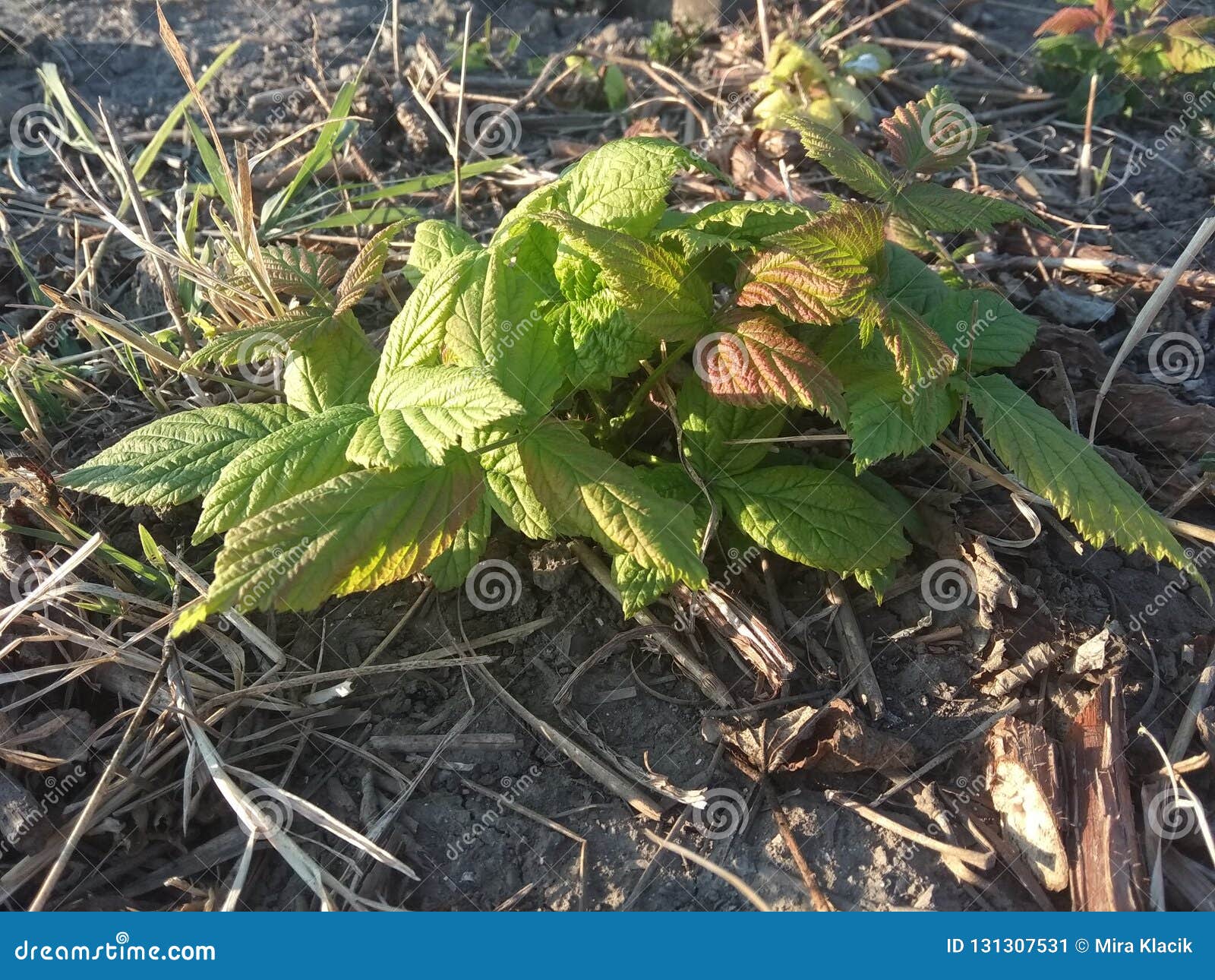 Raspberry plant in autumn stock image. Image of nature - 131307531