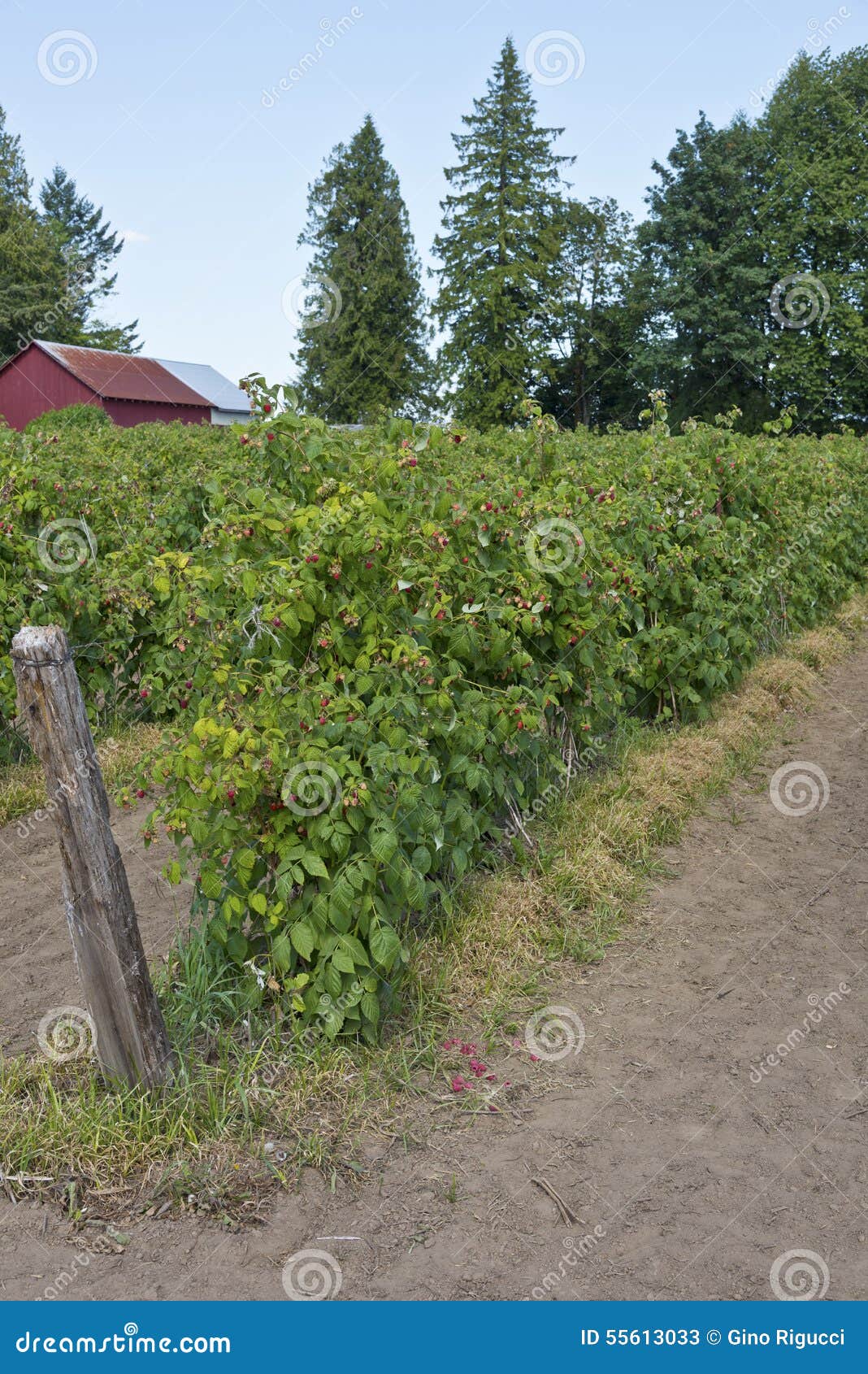 Raspberry Plant and Field Oregon. Stock Image - Image of cottages ...