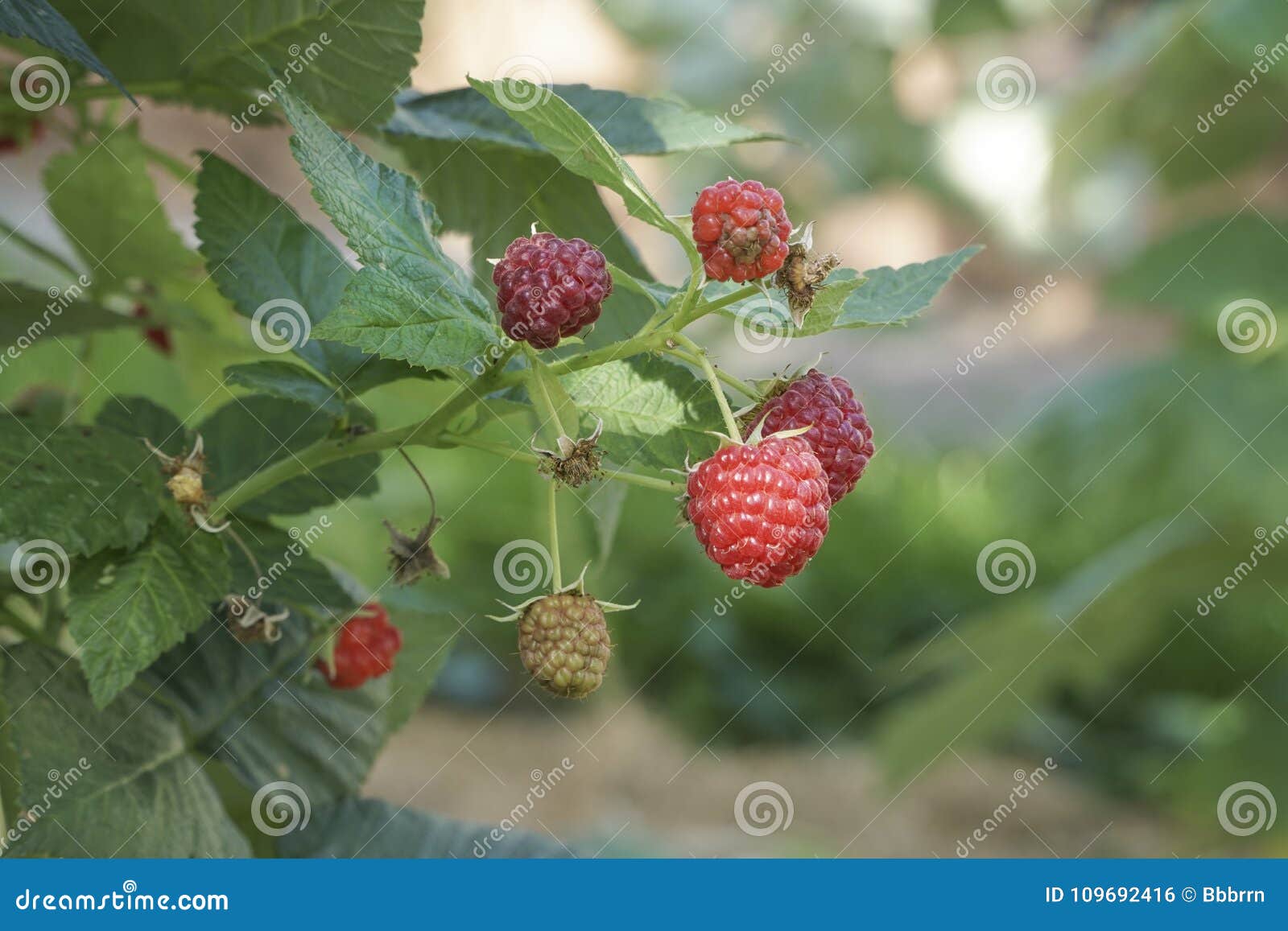 Raspberry Plant at Garden in Summer Stock Photo - Image of juicy ...
