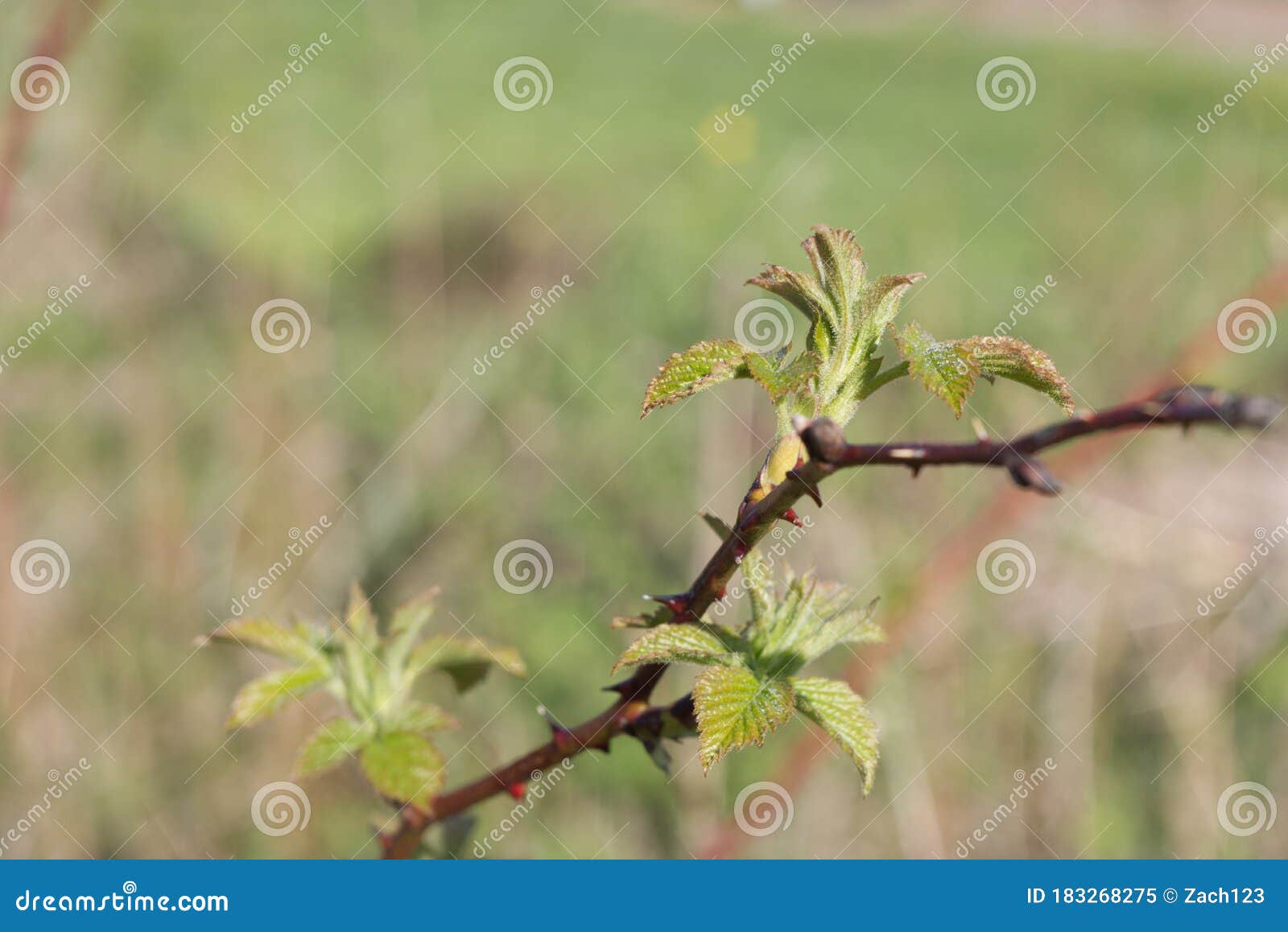 A Raspberry Plant Just Starting it Spring Growth Stock Image - Image of ...
