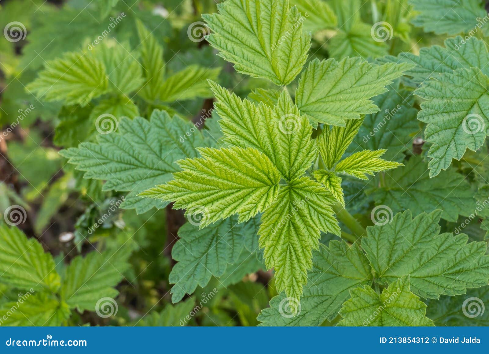 Raspberry Plant with Green Leaves Rubus Idaeus Stock Photo - Image of ...