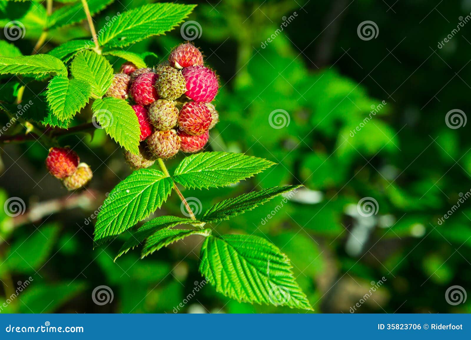 Raspberry in plant stock photo. Image of green, food - 35823706