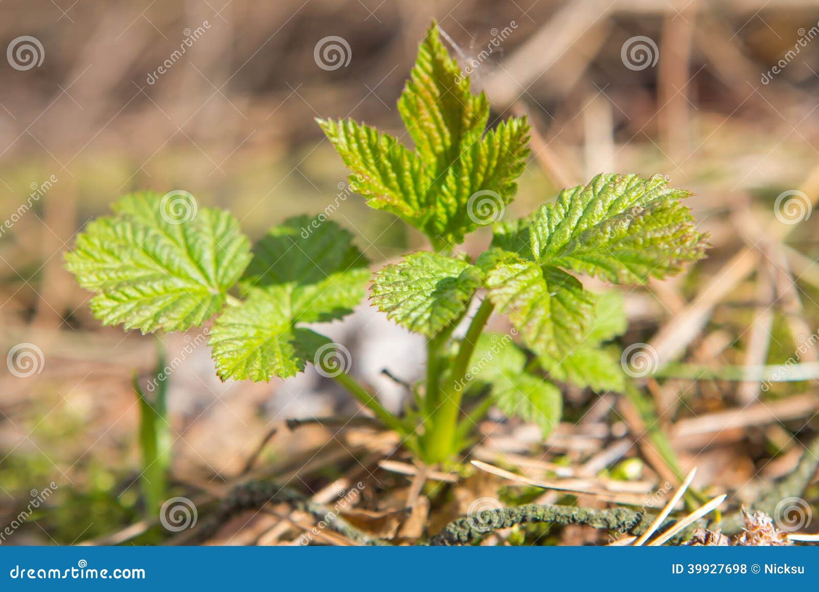 Raspberry plant stock photo. Image of planting, forest - 39927698