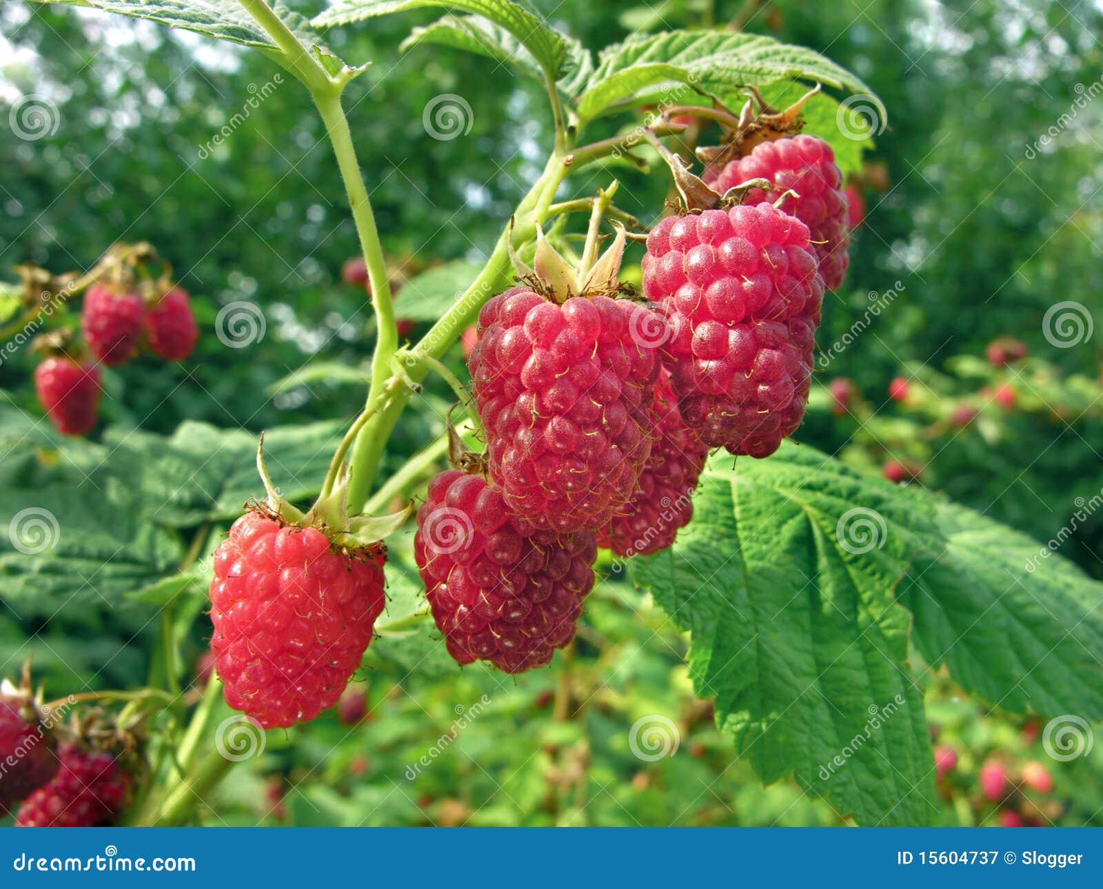 Raspberry plantation stock image. Image of plant, vibrant - 15604737