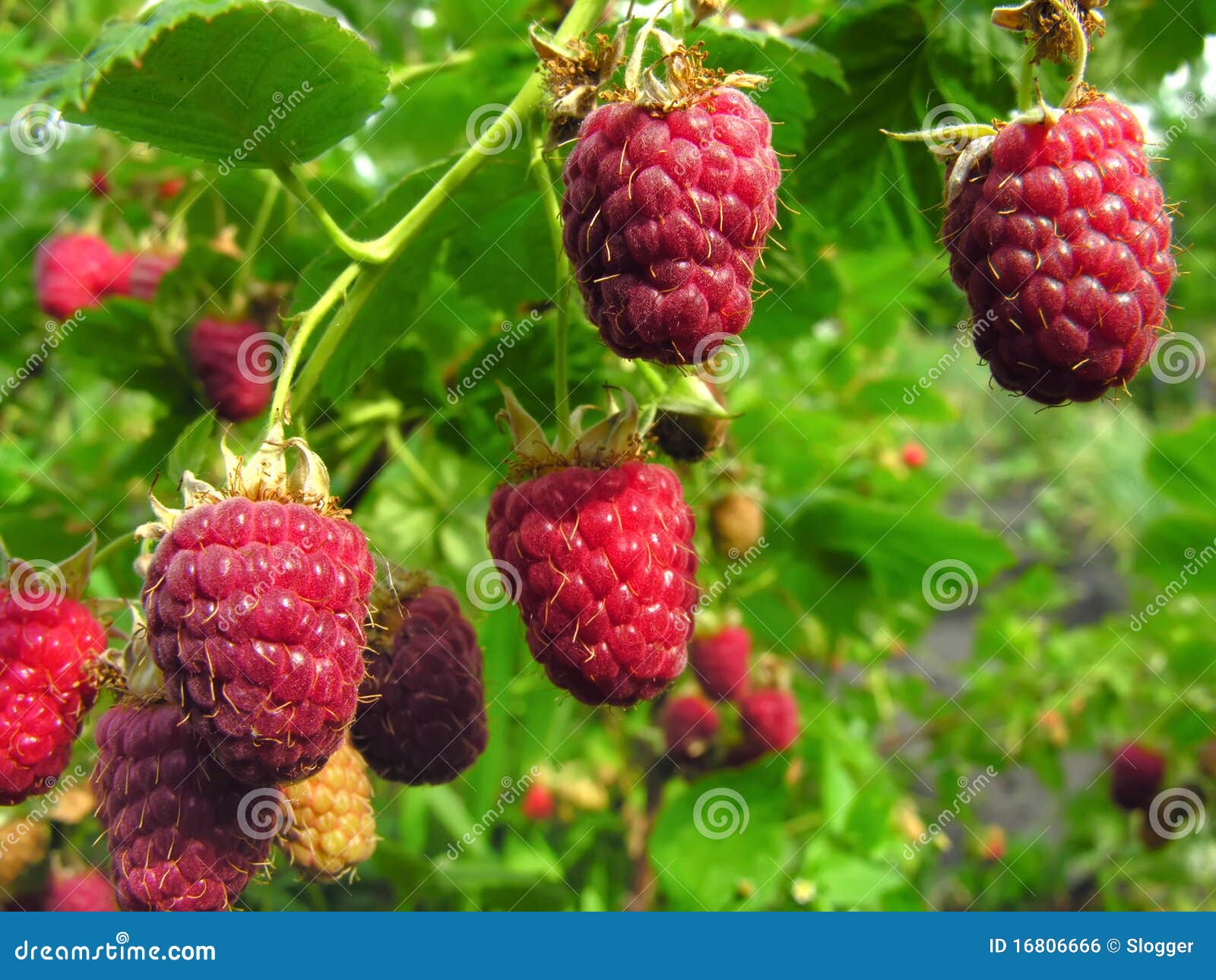 Raspberry plantation stock photo. Image of organic, green - 16806666