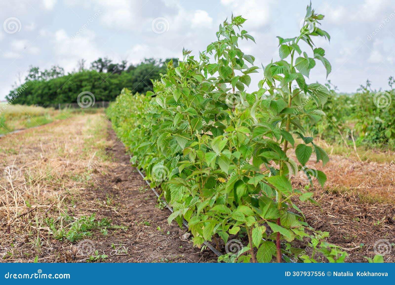 Raspberry Plantation with Automatic Watering on a Fruit Farm. Hoses ...