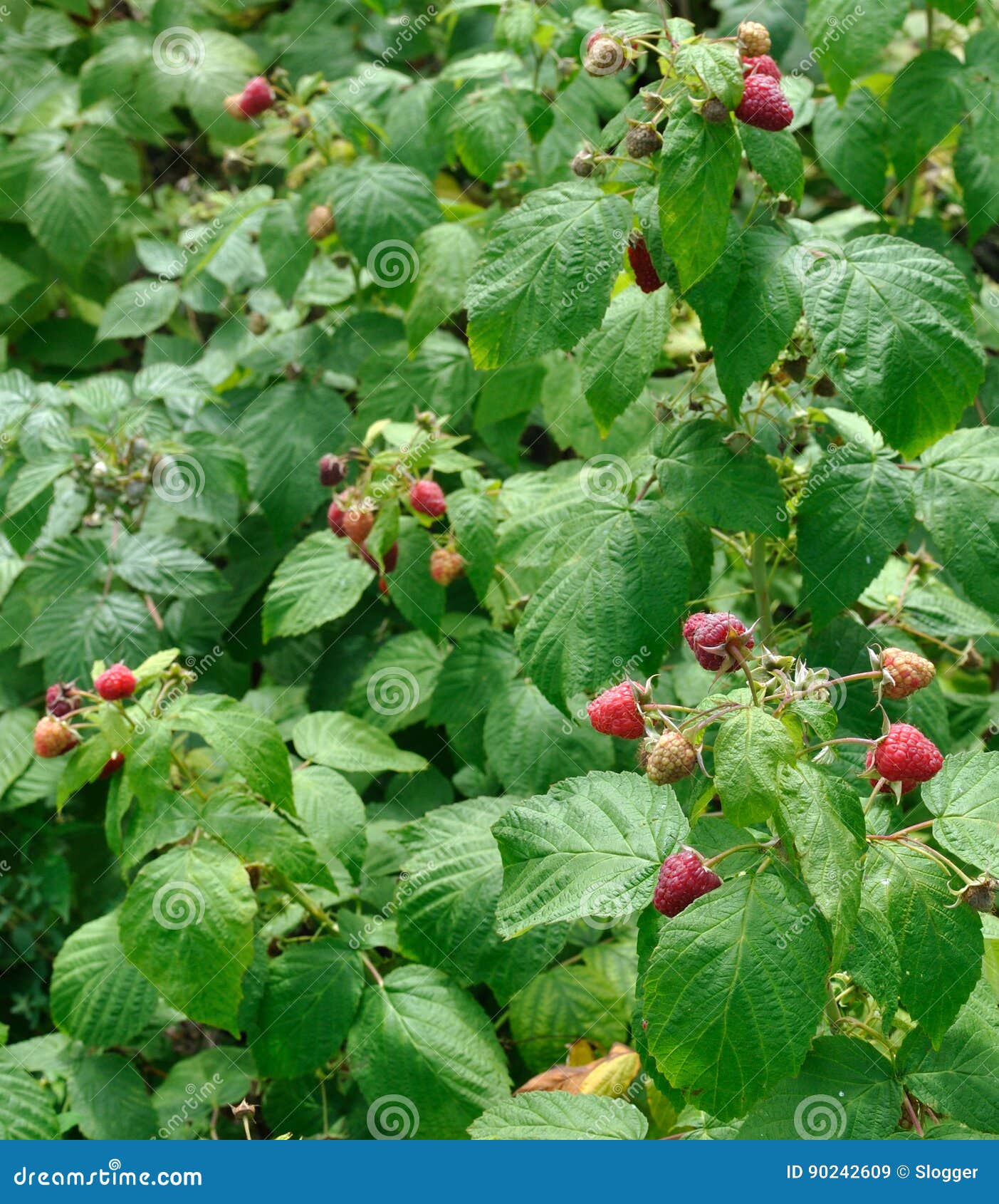 Raspberry plantation stock image. Image of garden, vibrant - 90242609