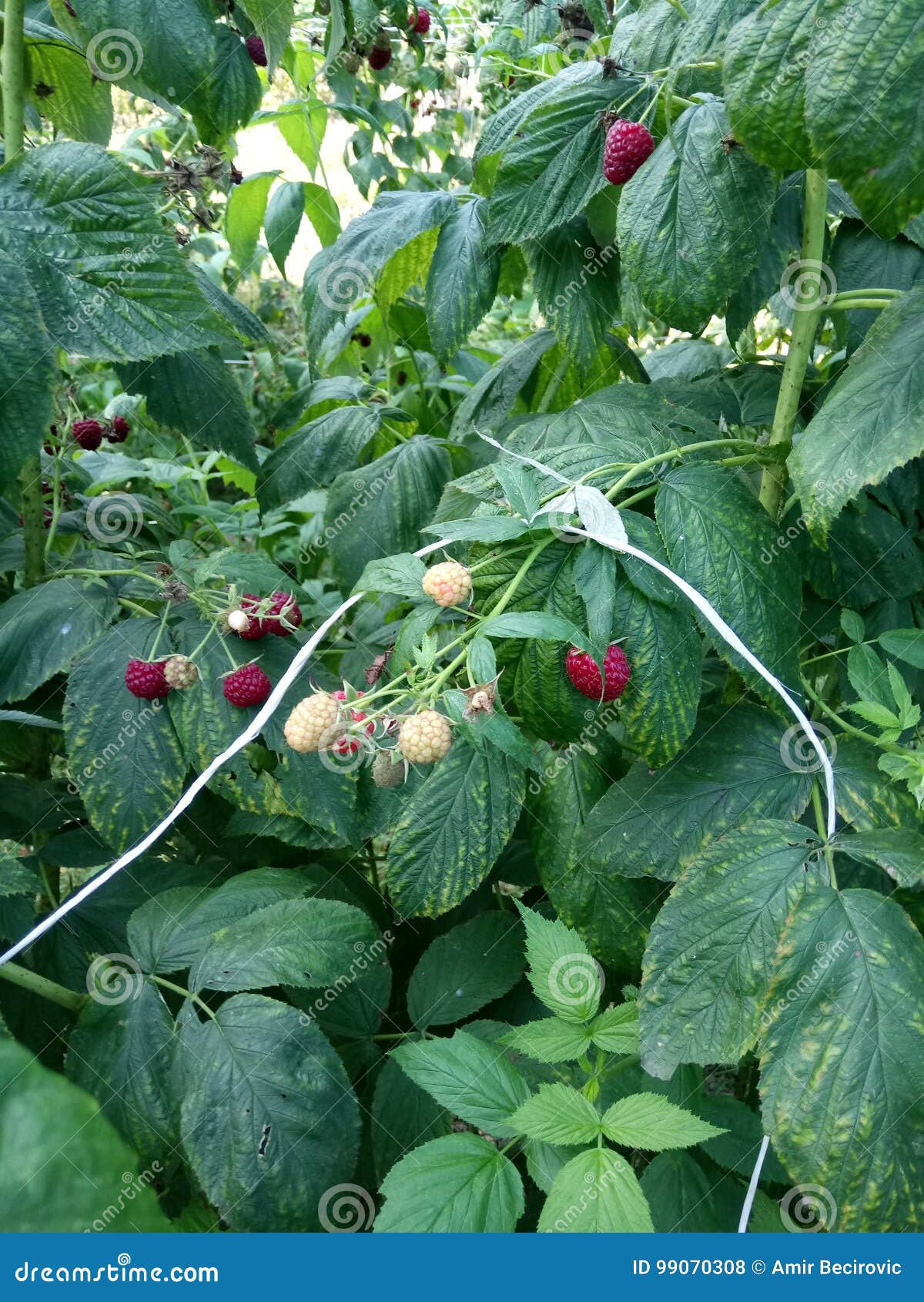 Raspberry Plantation Net Protected Stock Photo - Image of heap, bunch ...