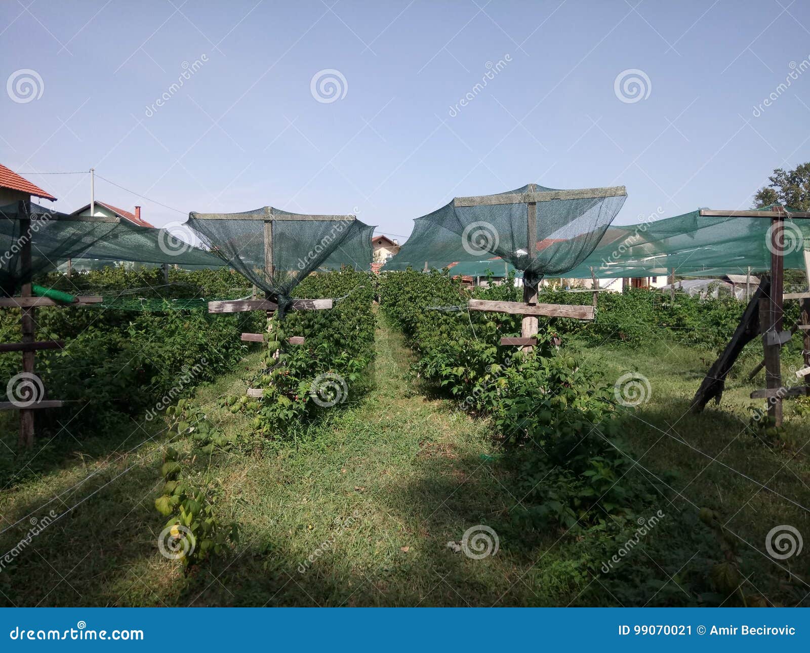 Raspberry Plantation Net Protected Stock Image - Image of garden ...