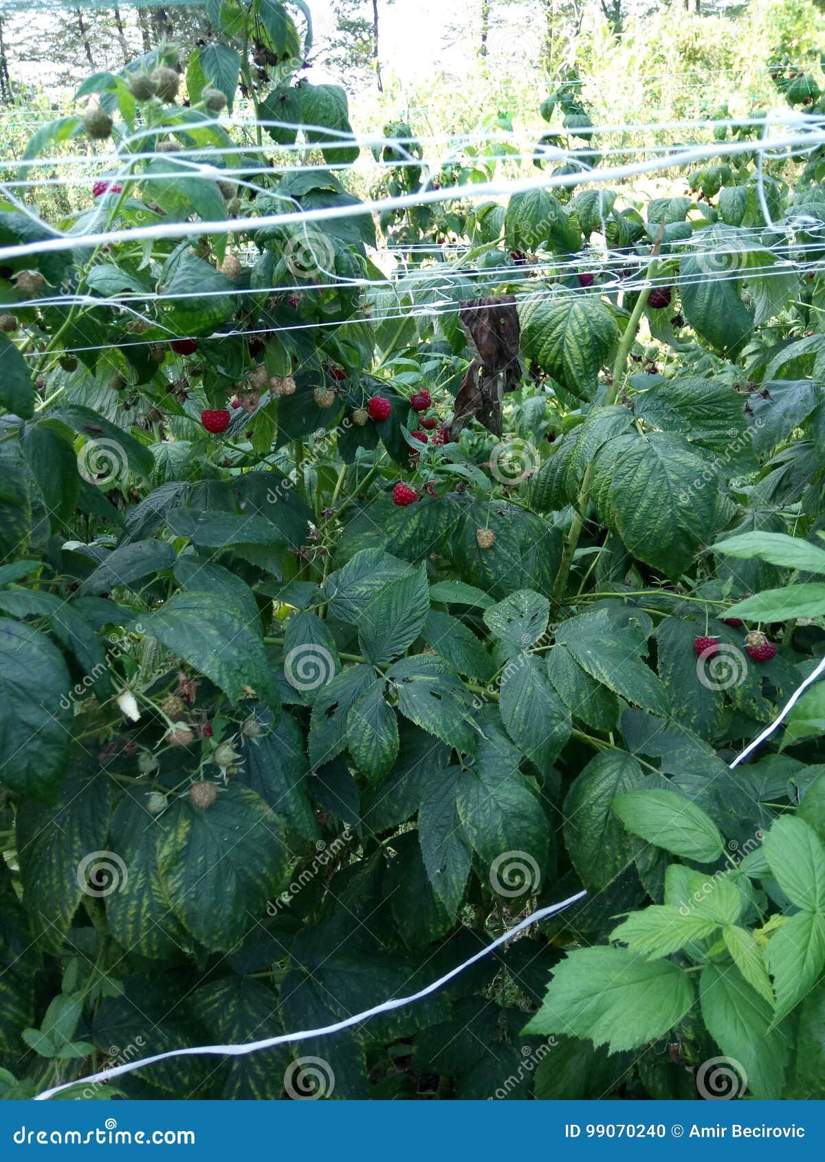 Raspberry Plantation Net Protected Stock Photo - Image of closeup ...