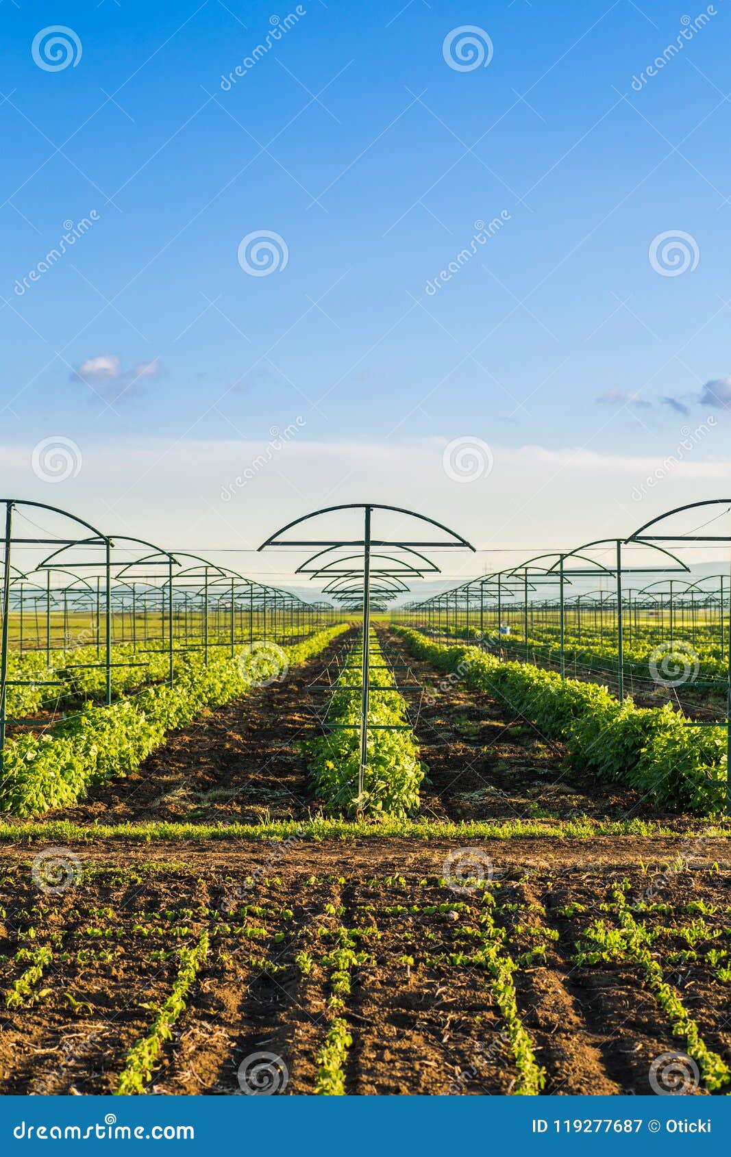 Raspberry Plantation Orchard Field Stock Image - Image of raspberry ...