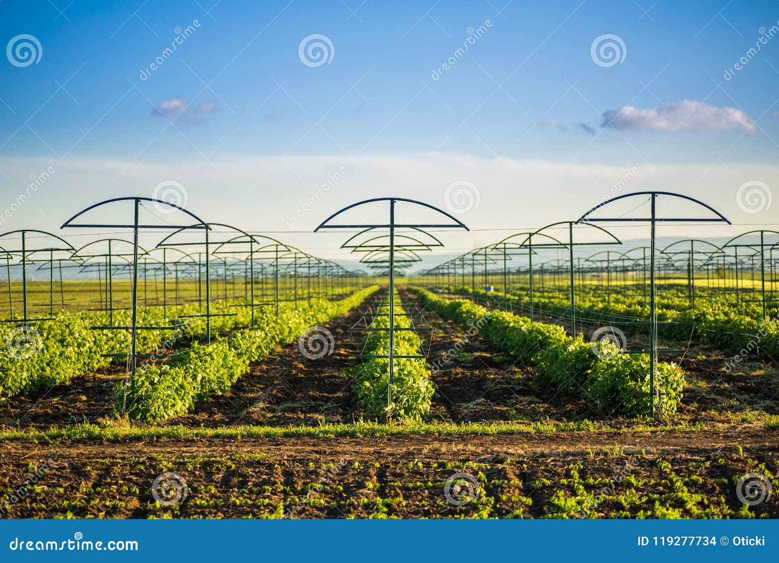 Raspberry Plantation Orchard Field Stock Photo - Image of berry ...