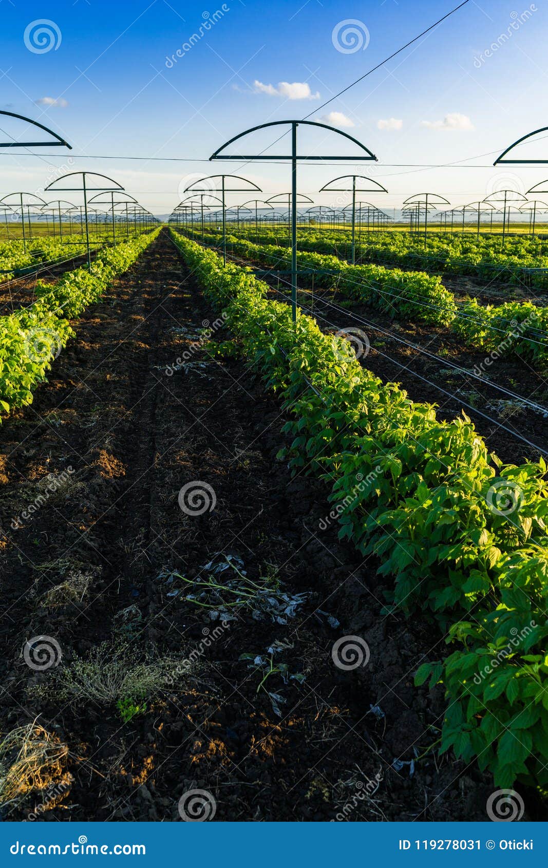 Raspberry Plantation Orchard Field Stock Image - Image of nature ...