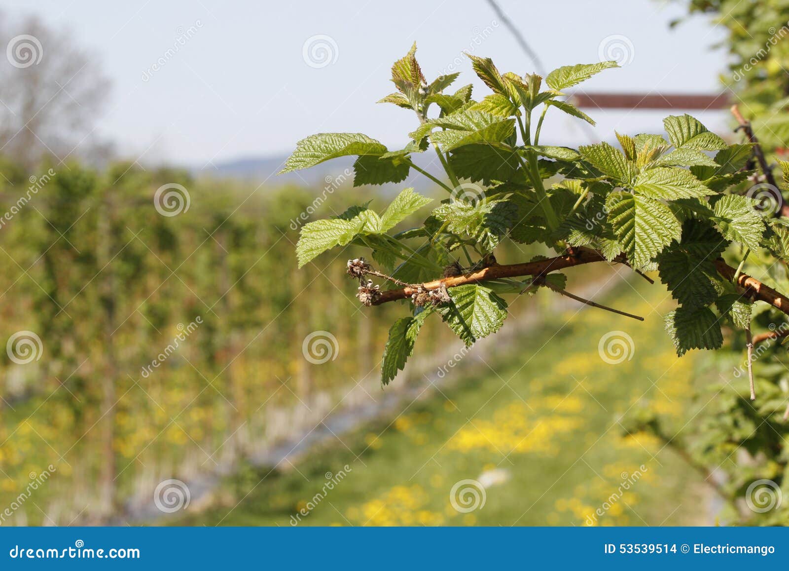 Raspberry plantation stock photo. Image of cultivation - 53539514
