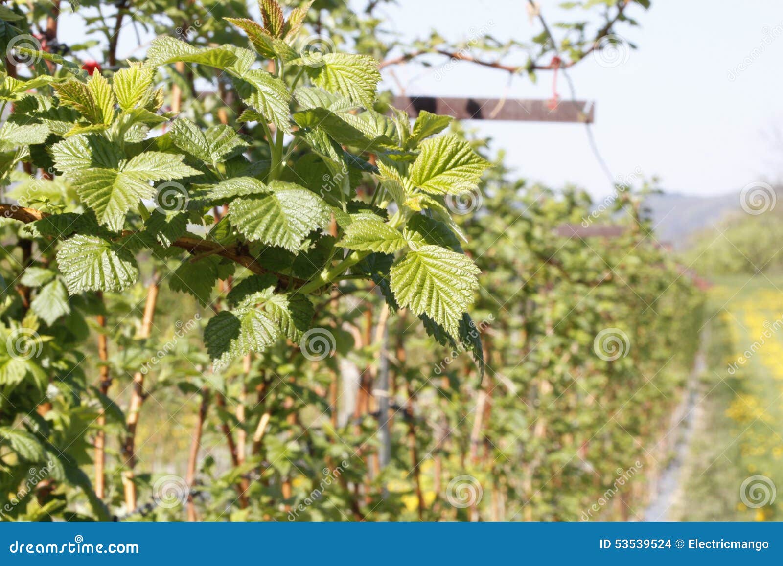Raspberry plantation stock photo. Image of gardening - 53539524