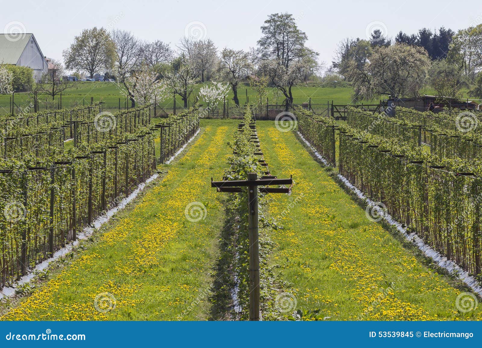Raspberry plantation stock image. Image of agriculture - 53539845
