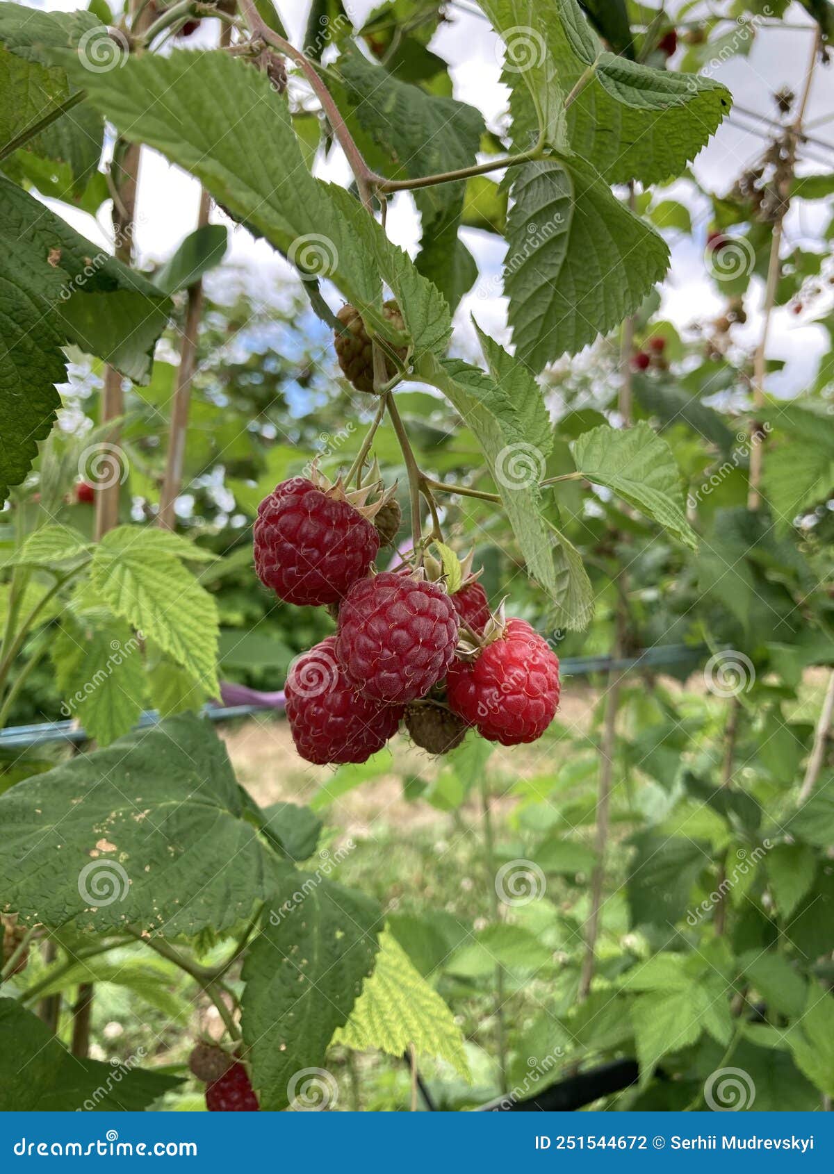 Raspberry Plantation. Several Berries on a Bush Stock Photo - Image of ...