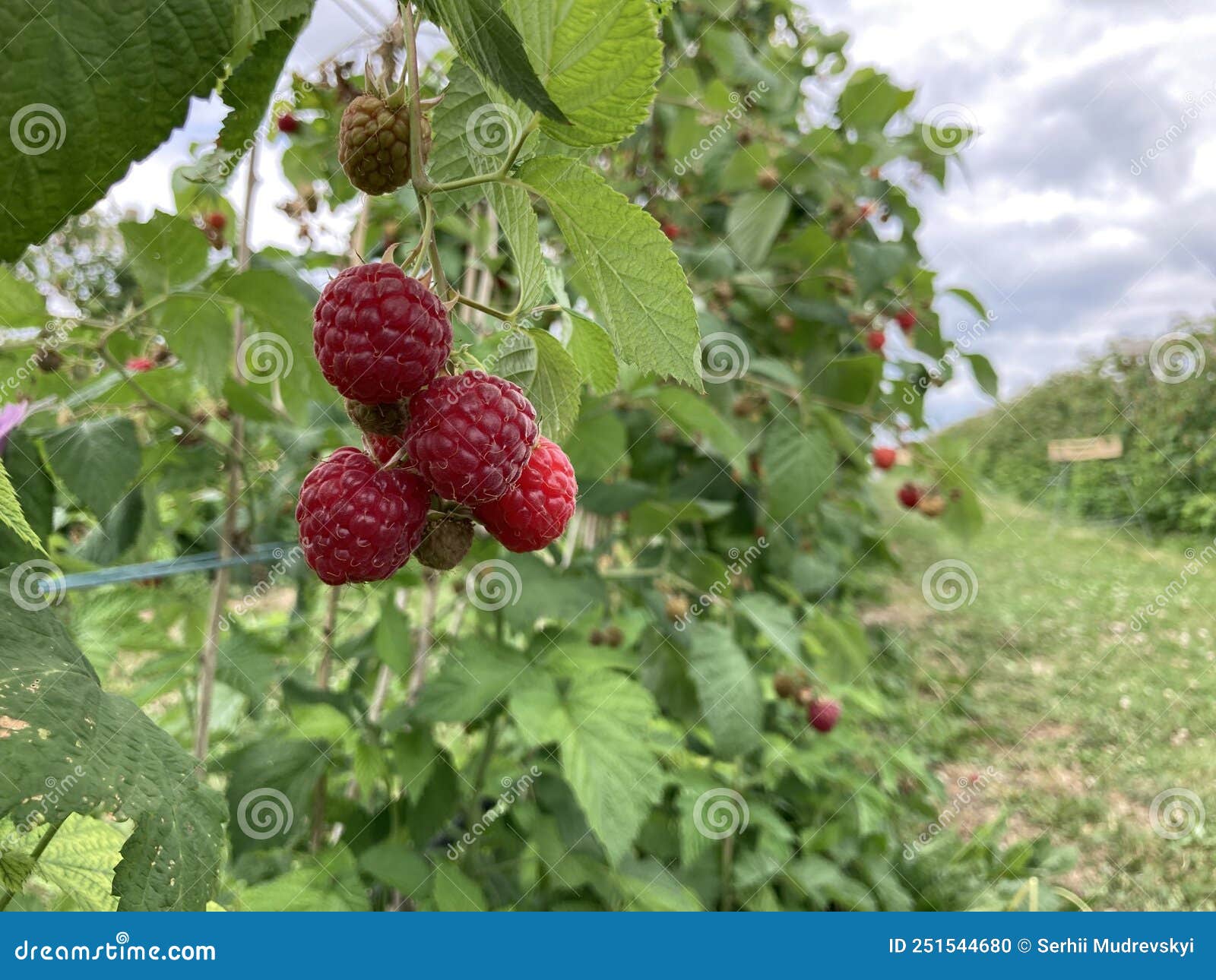 Raspberry Plantation. Several Berries on a Bush Stock Photo - Image of ...