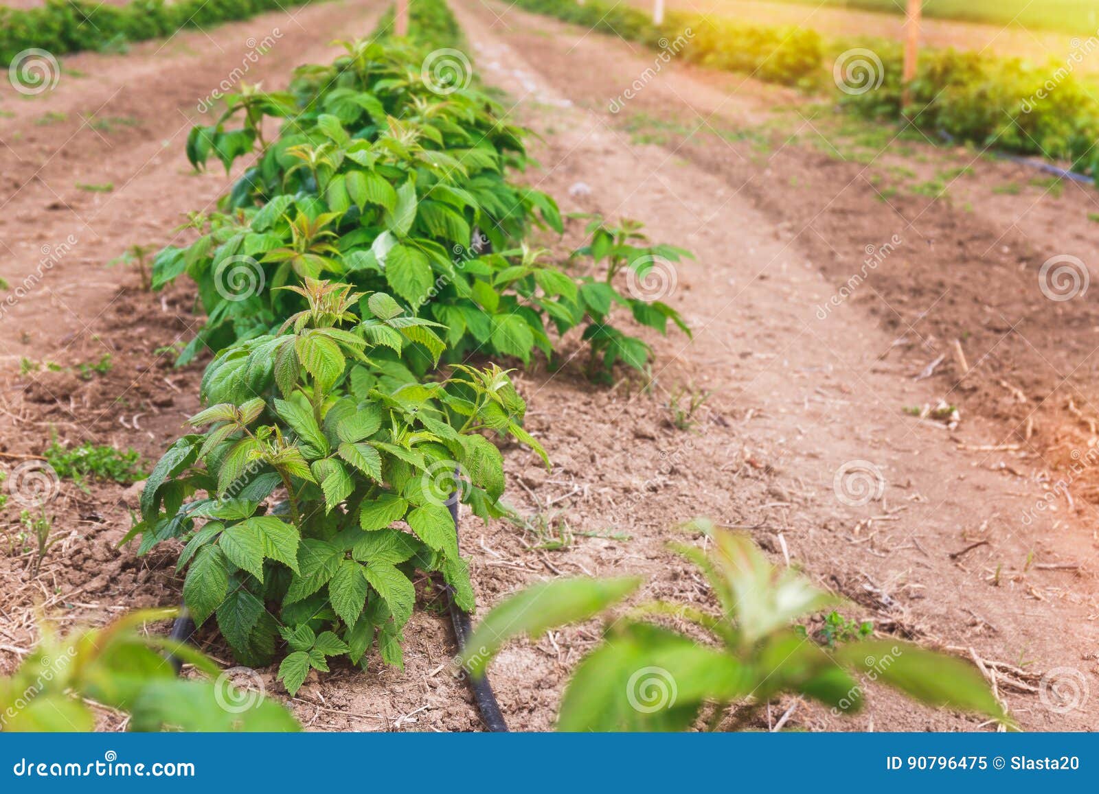 Raspberry Field Growing with Drip Irrigation System Stock Image - Image ...