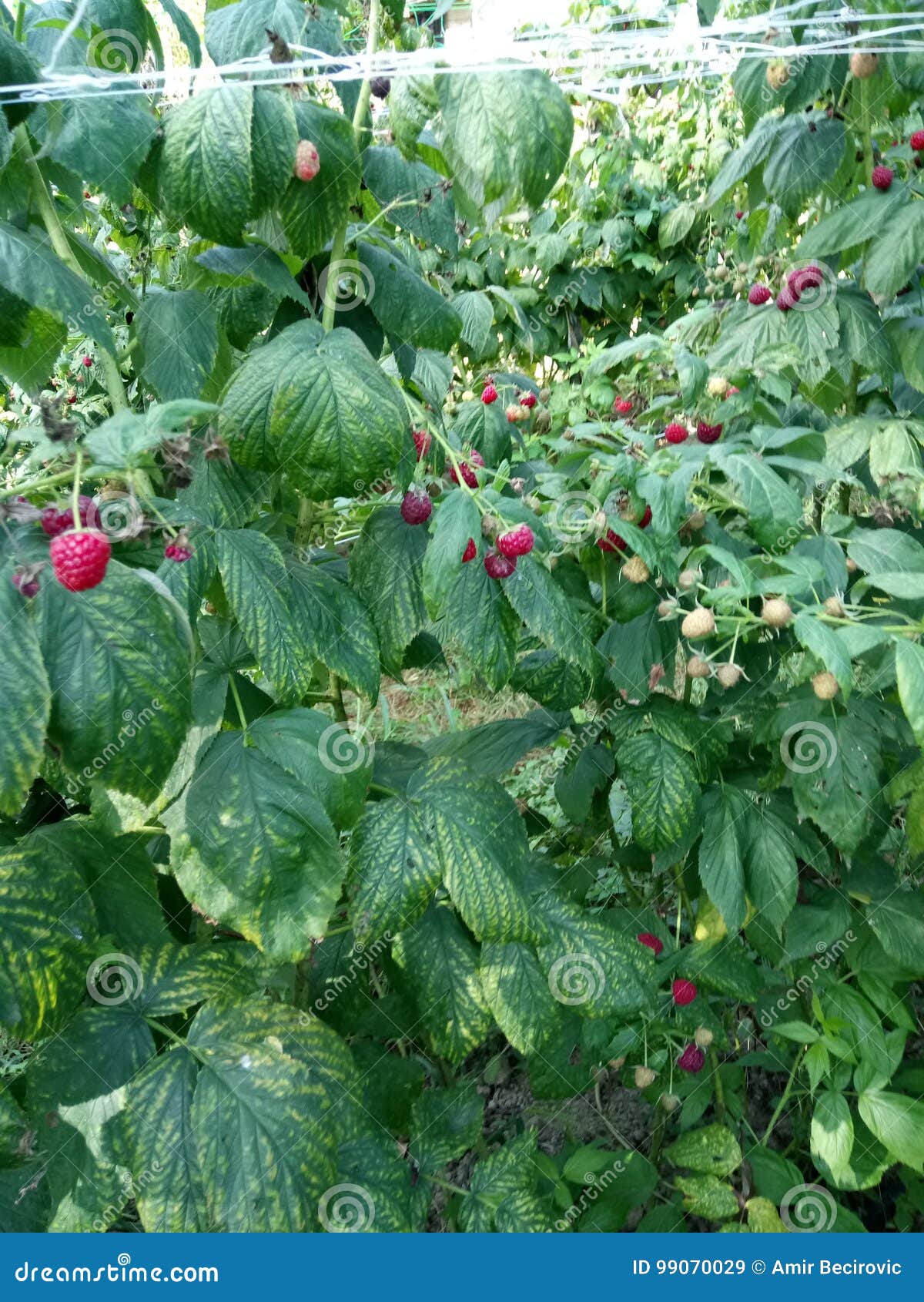 Raspberry Plantation Net Protected Stock Image - Image of farming ...