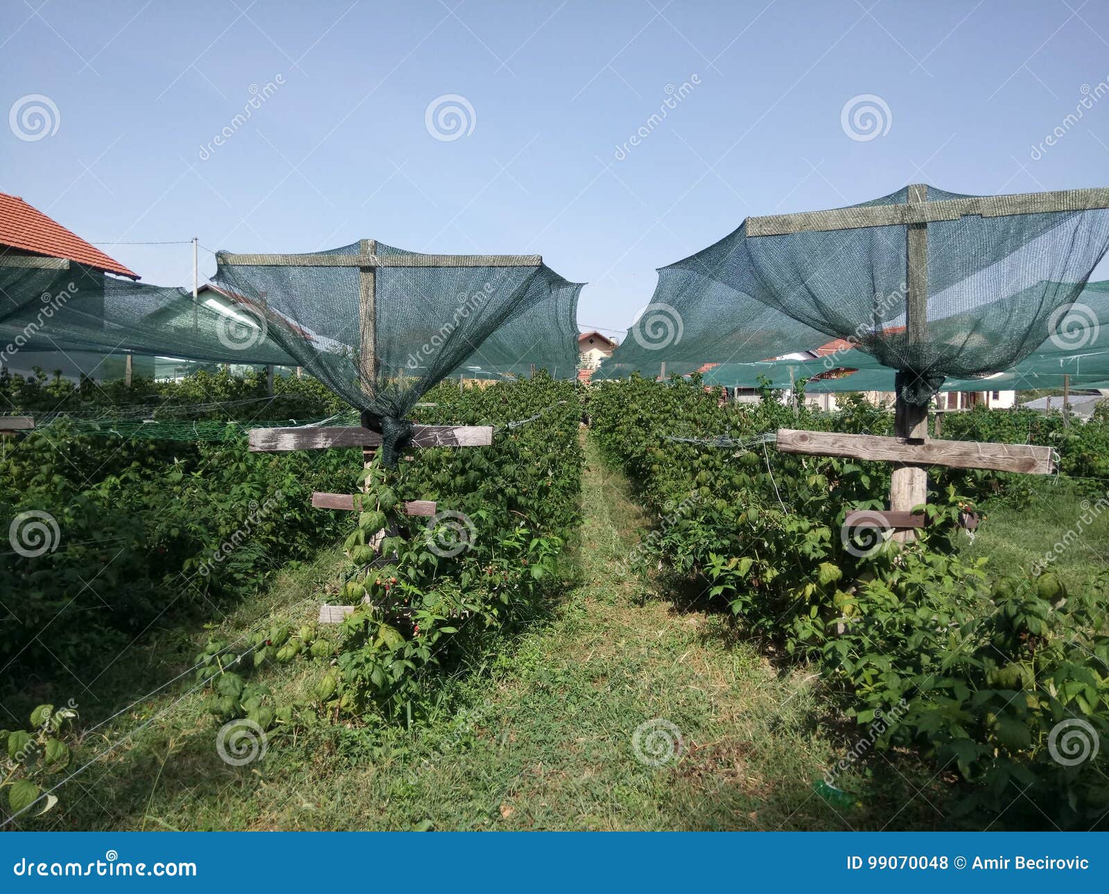 Raspberry Plantation Net Protected Stock Photo - Image of organic ...