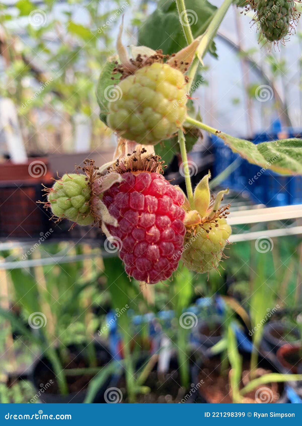 Raspberry plants close up stock image. Image of held - 221298399