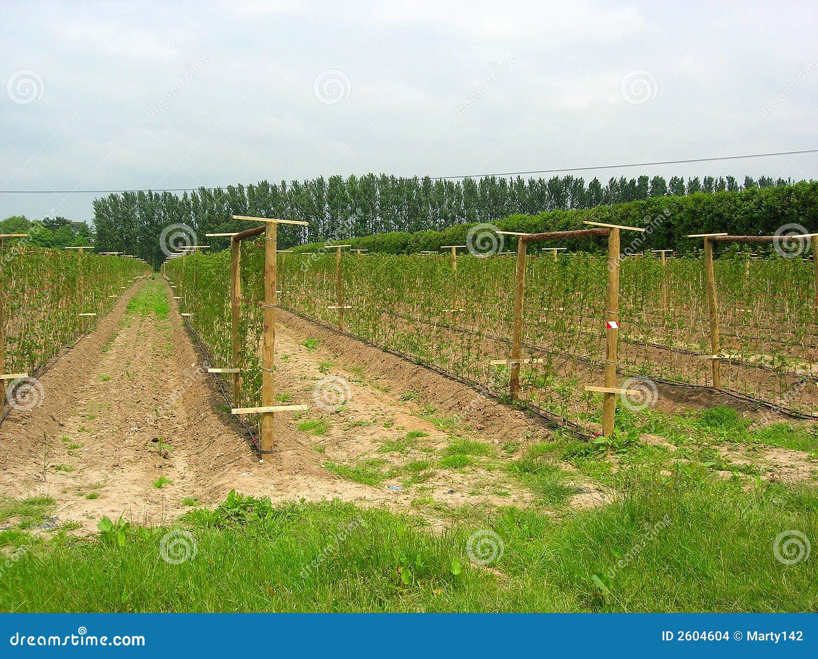 Raspberry plants in field stock photo. Image of grass - 2604604