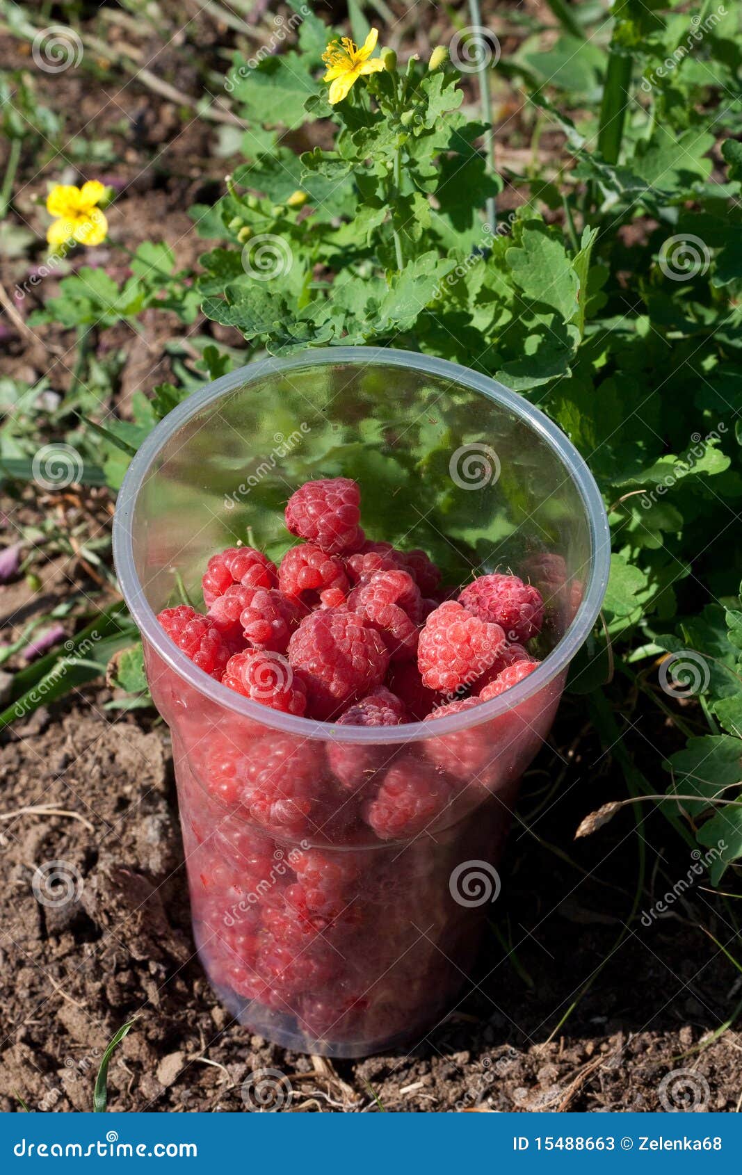 Raspberry in plastic glass stock image. Image of feeding - 15488663