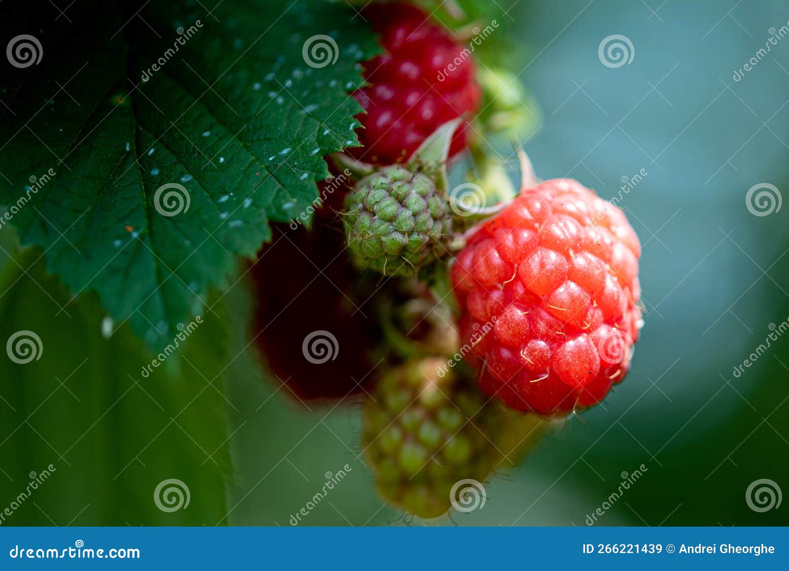 Raspberry in Process of Ripening Stock Image - Image of branch, dessert ...
