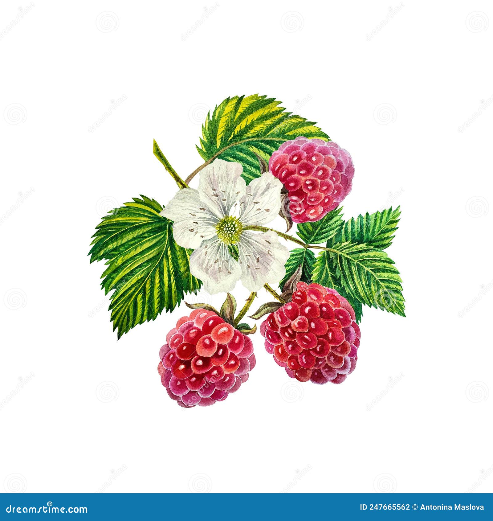 Raspberry. Raspberry Branch with Berries, Leaves and Flower. Watercolor ...