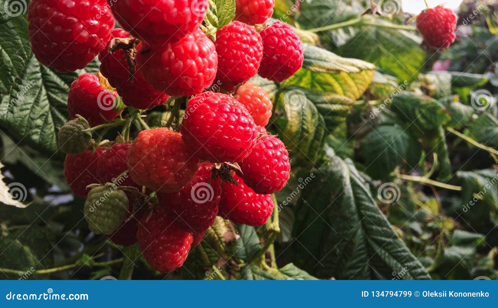 Raspberry, Raspberry Branch, Many Red Berries Stock Image - Image of ...