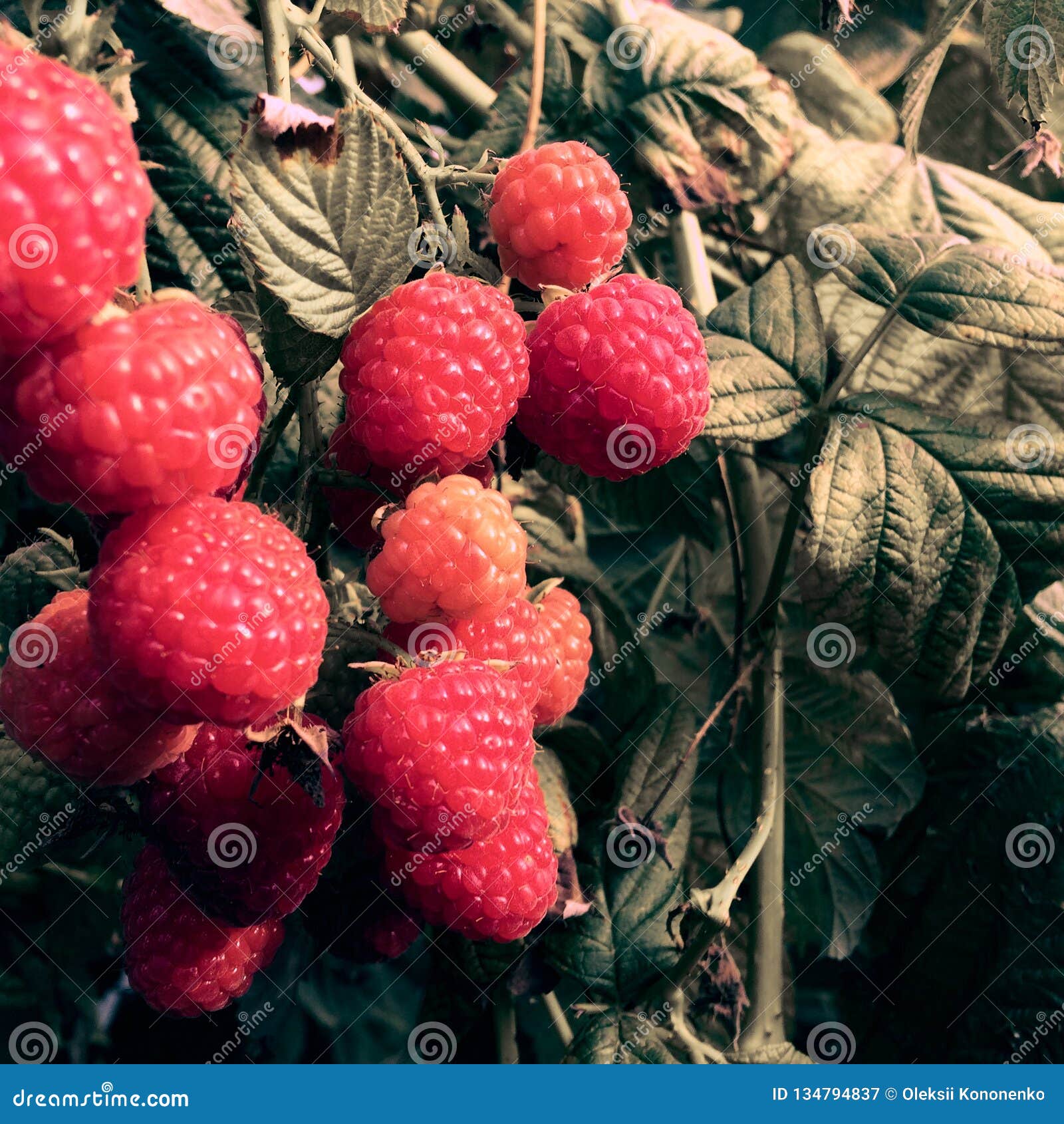 Raspberry, Raspberry Branch, Many Red Berries Stock Image - Image of ...