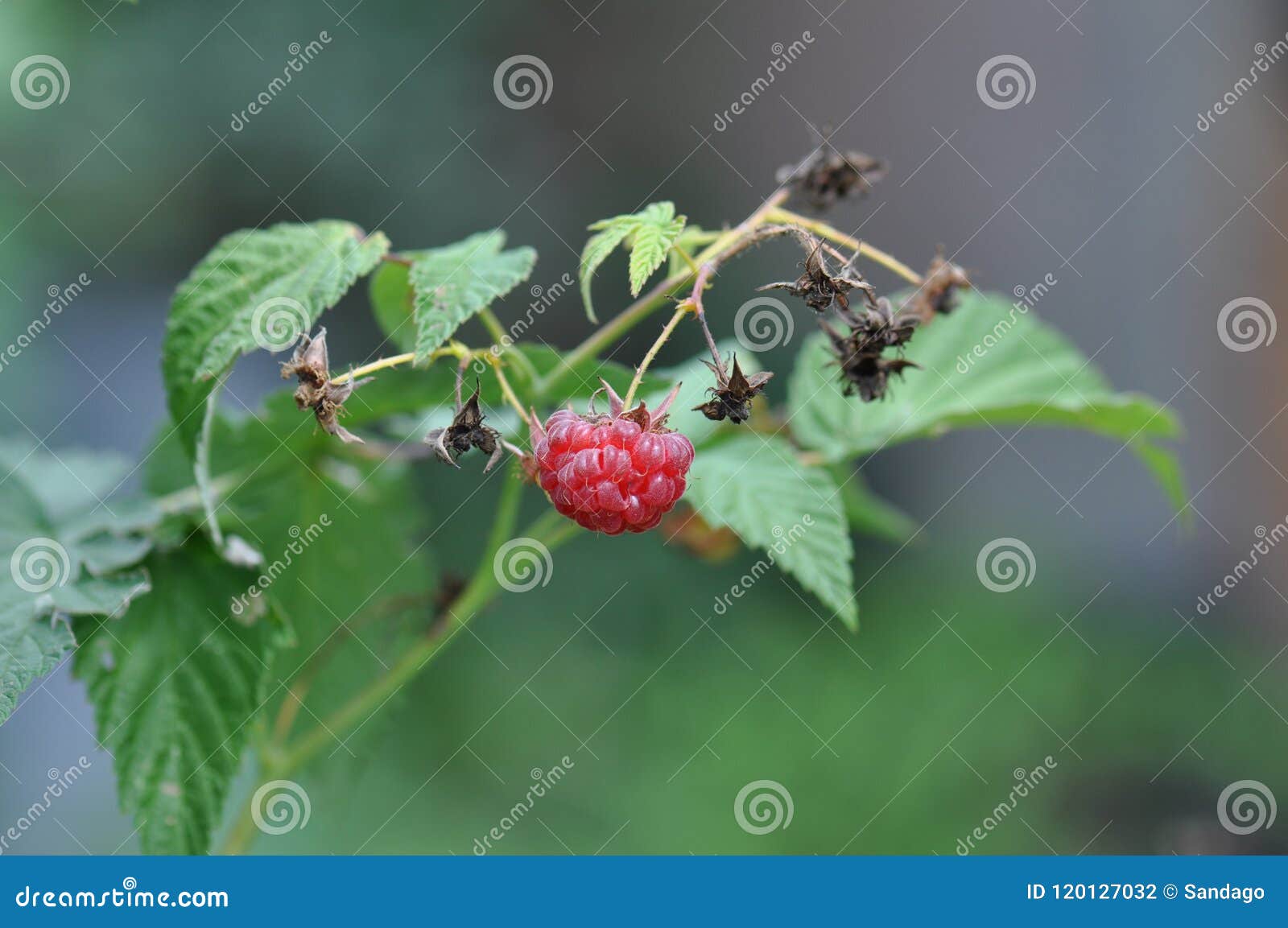 Raspberry stock photo. Image of details, berry, healthy - 120127032