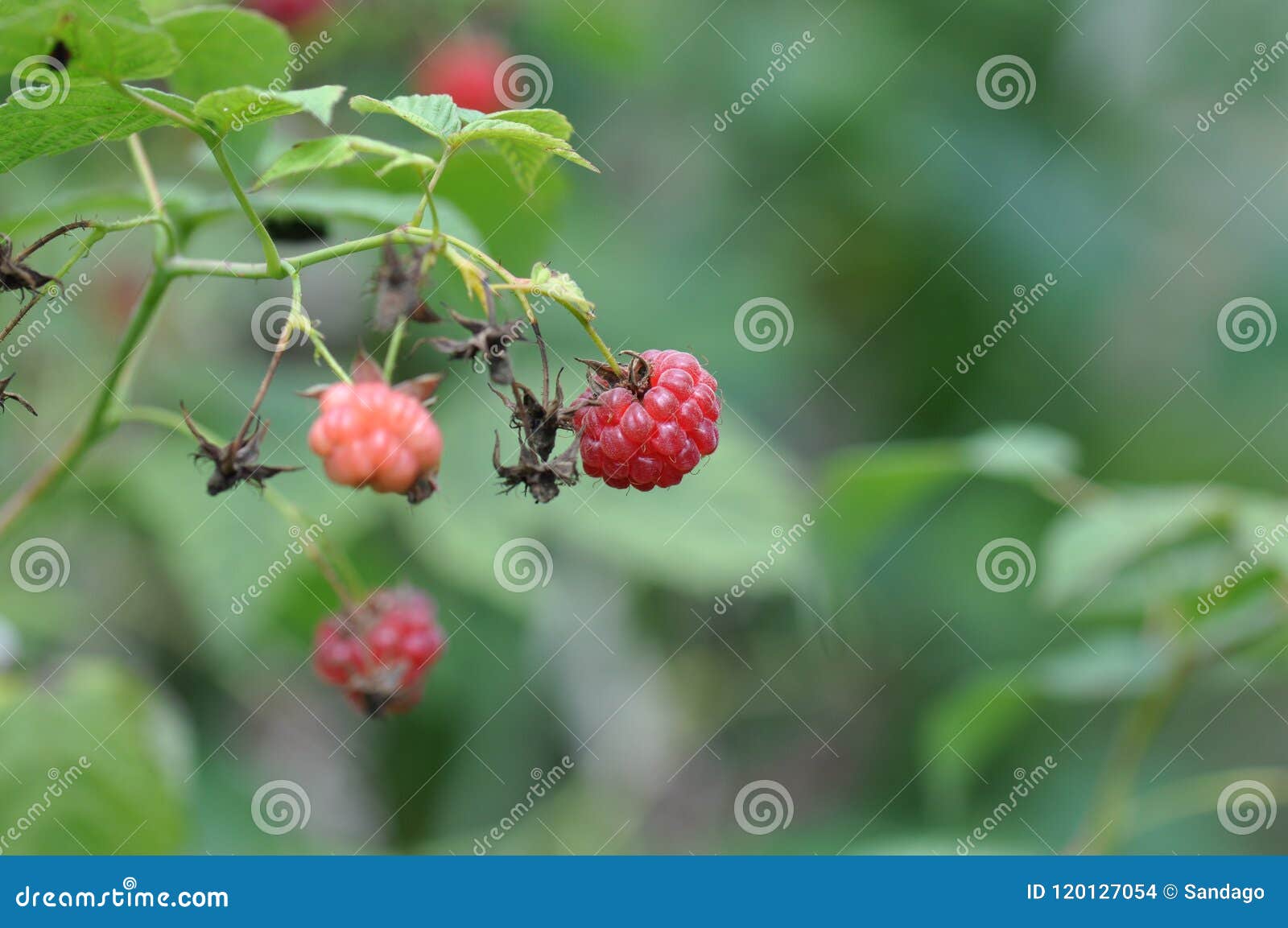 Raspberry stock photo. Image of juice, healthy, dark - 120127054