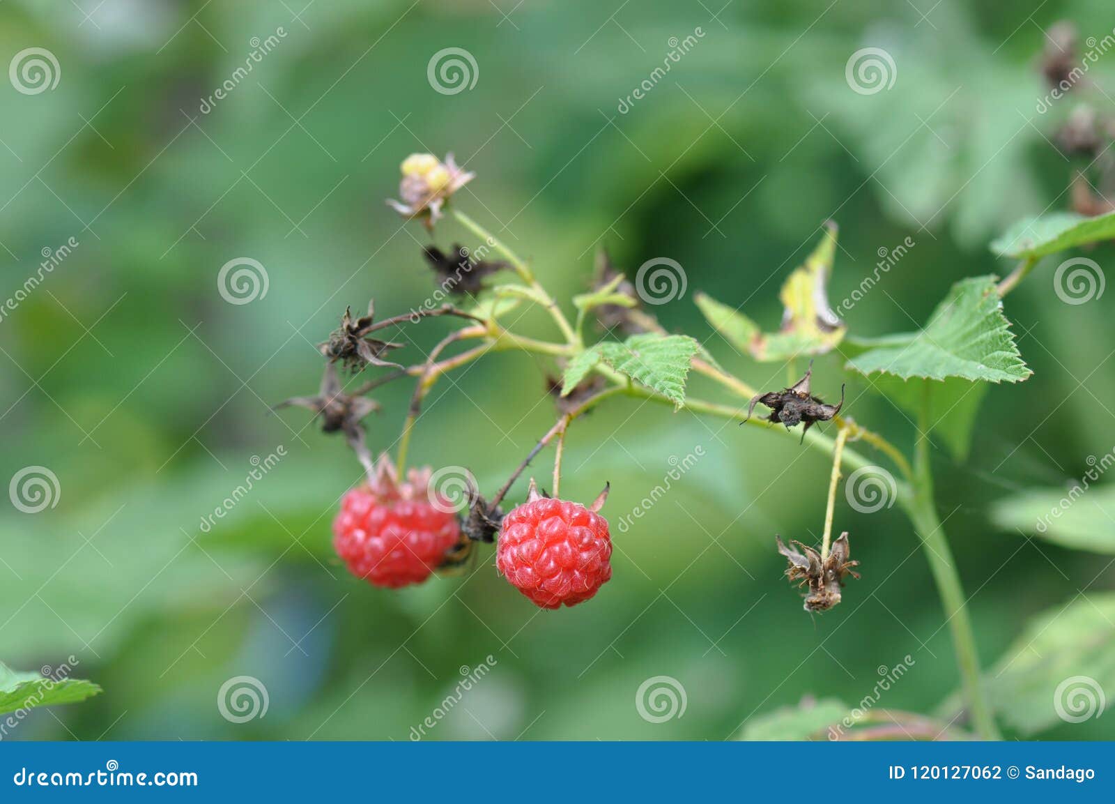 Raspberry stock photo. Image of berries, fruity, jelly - 120127062