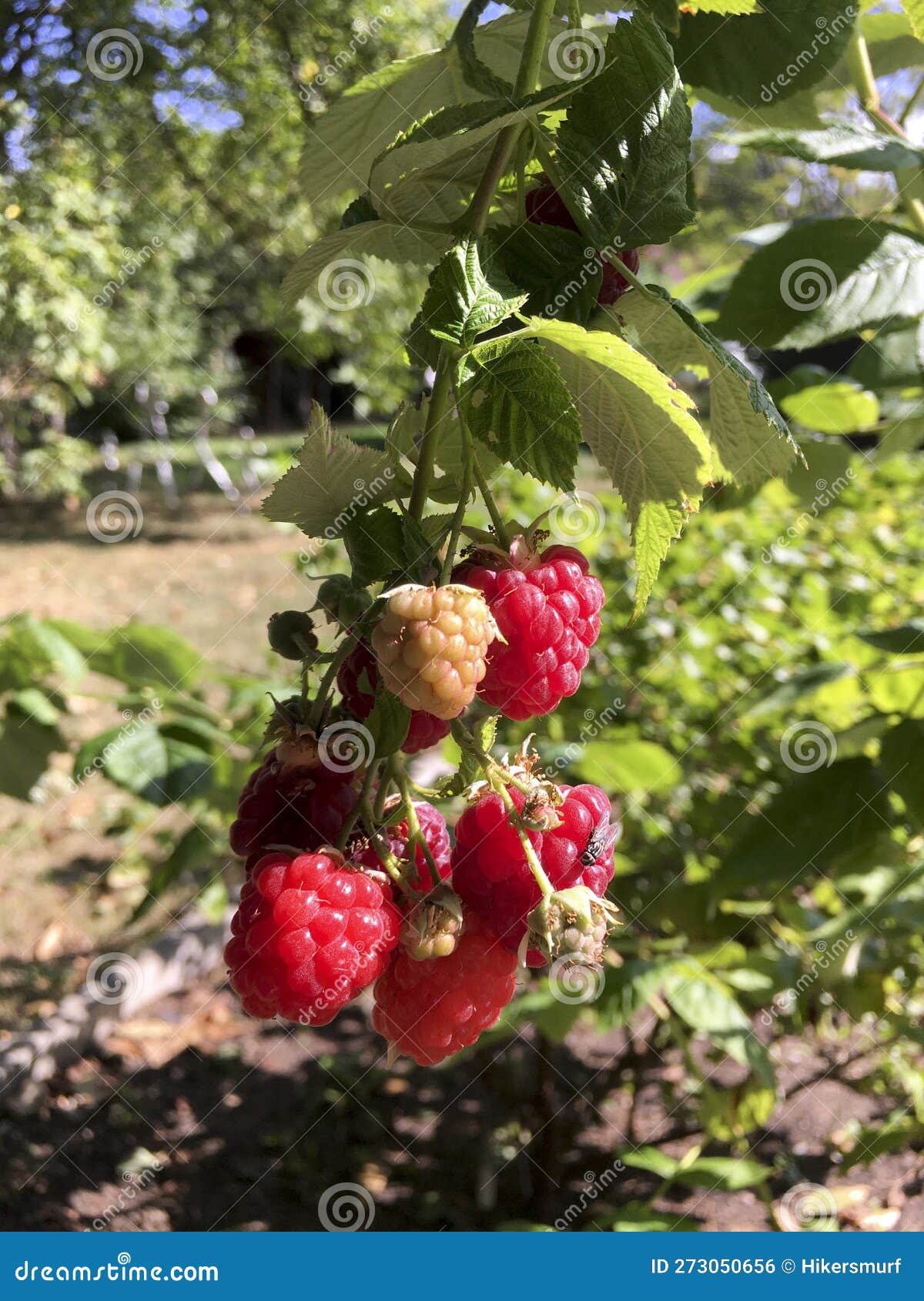 Raspberry, Red Fruit on the Vine in Summer Stock Photo - Image of ...