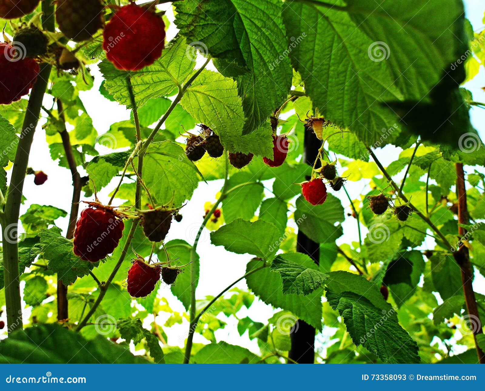 Raspberry stock image. Image of garden, background, leafs - 73358093