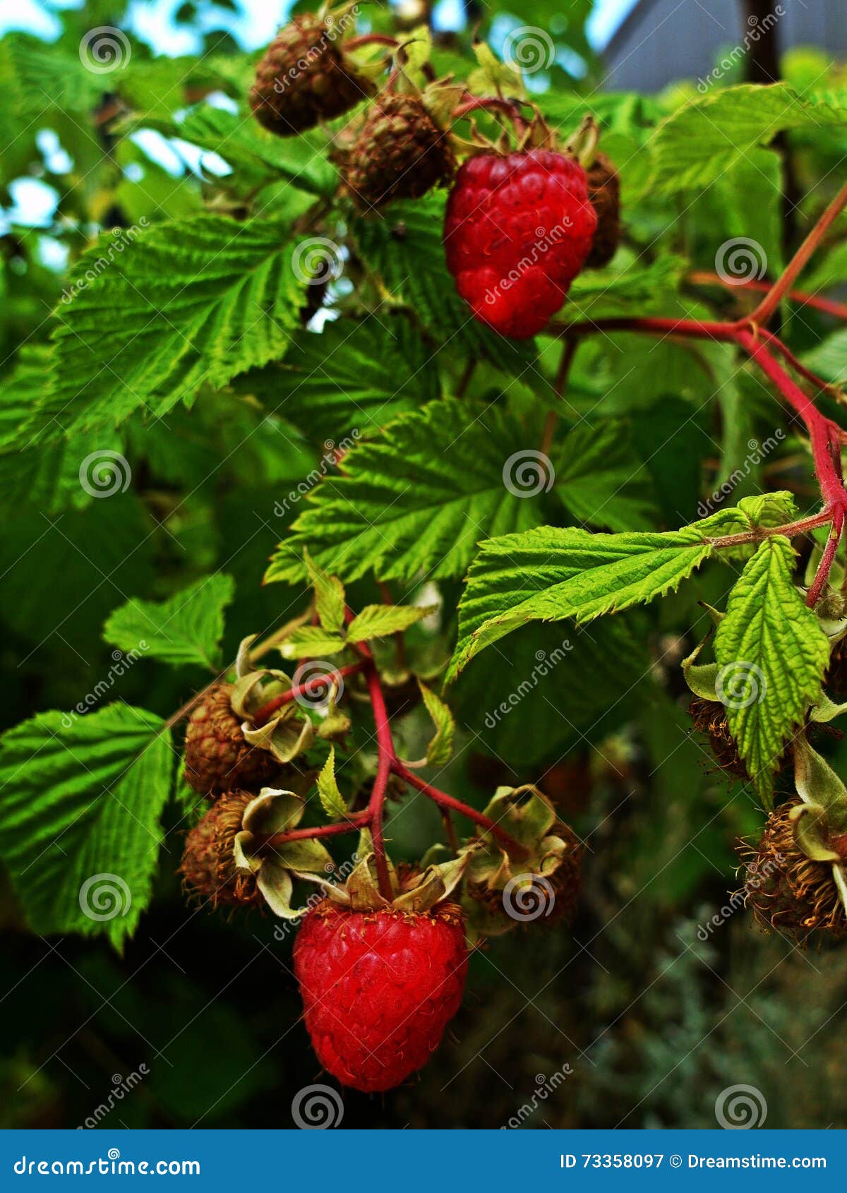 Raspberry stock image. Image of greenery, leafs, life - 73358097