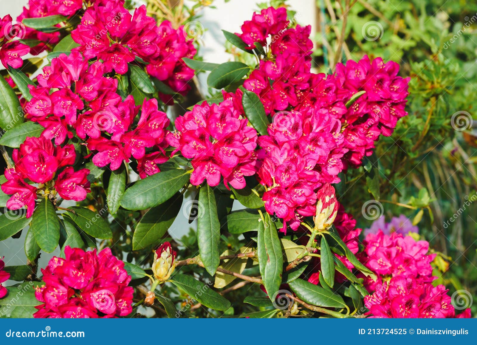 Raspberry Red Rhododendron Flowers Stock Image - Image of freshness ...