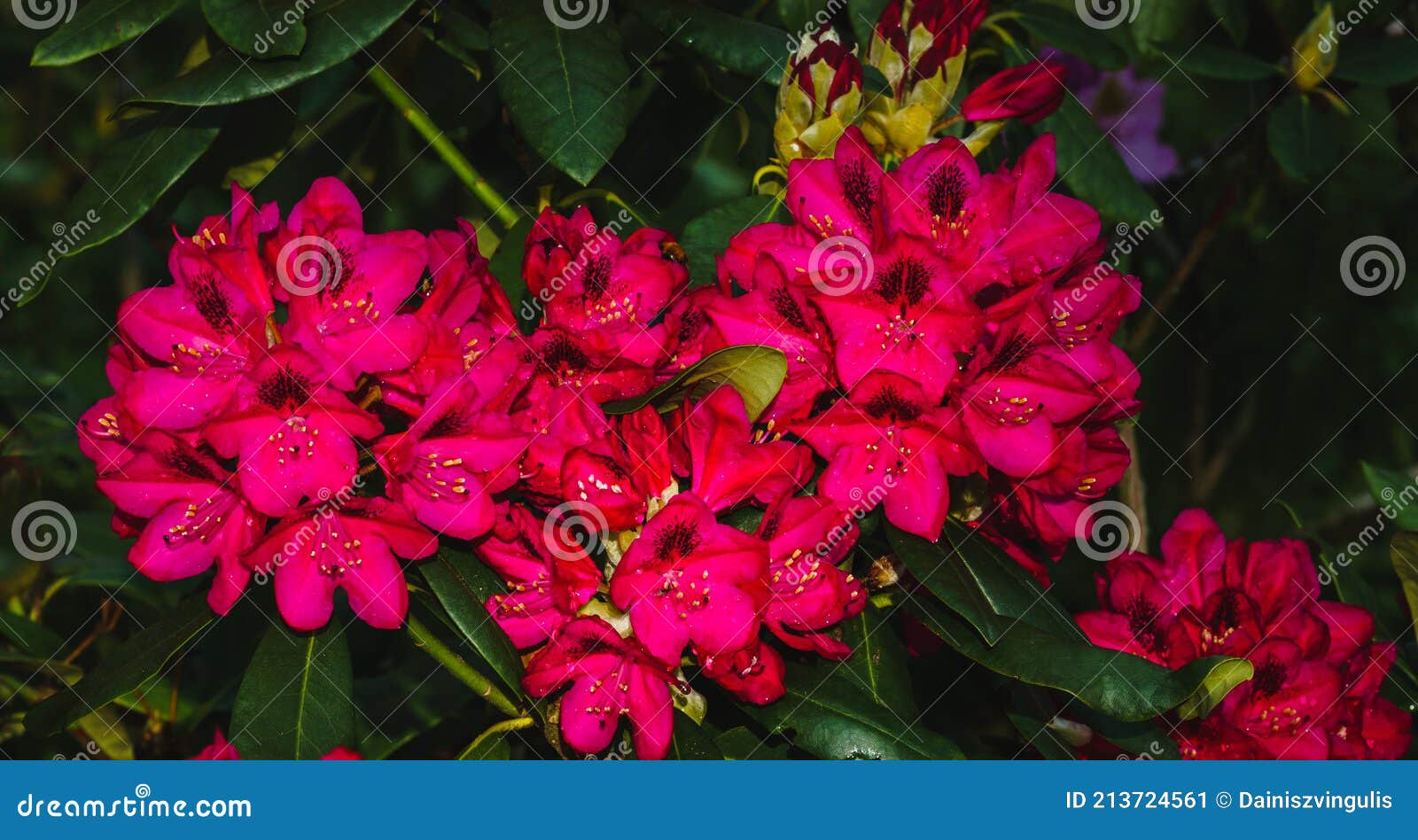 Raspberry Red Rhododendron Flowers Stock Image - Image of flower ...