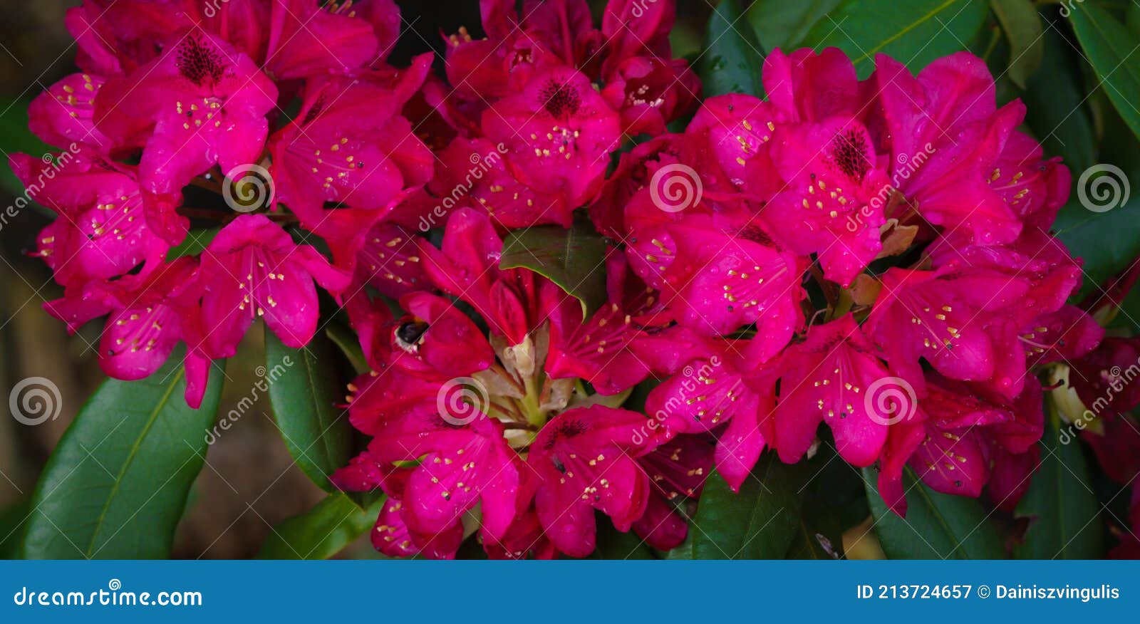 Raspberry Red Rhododendron Flowers Stock Image - Image of garden, bloom ...