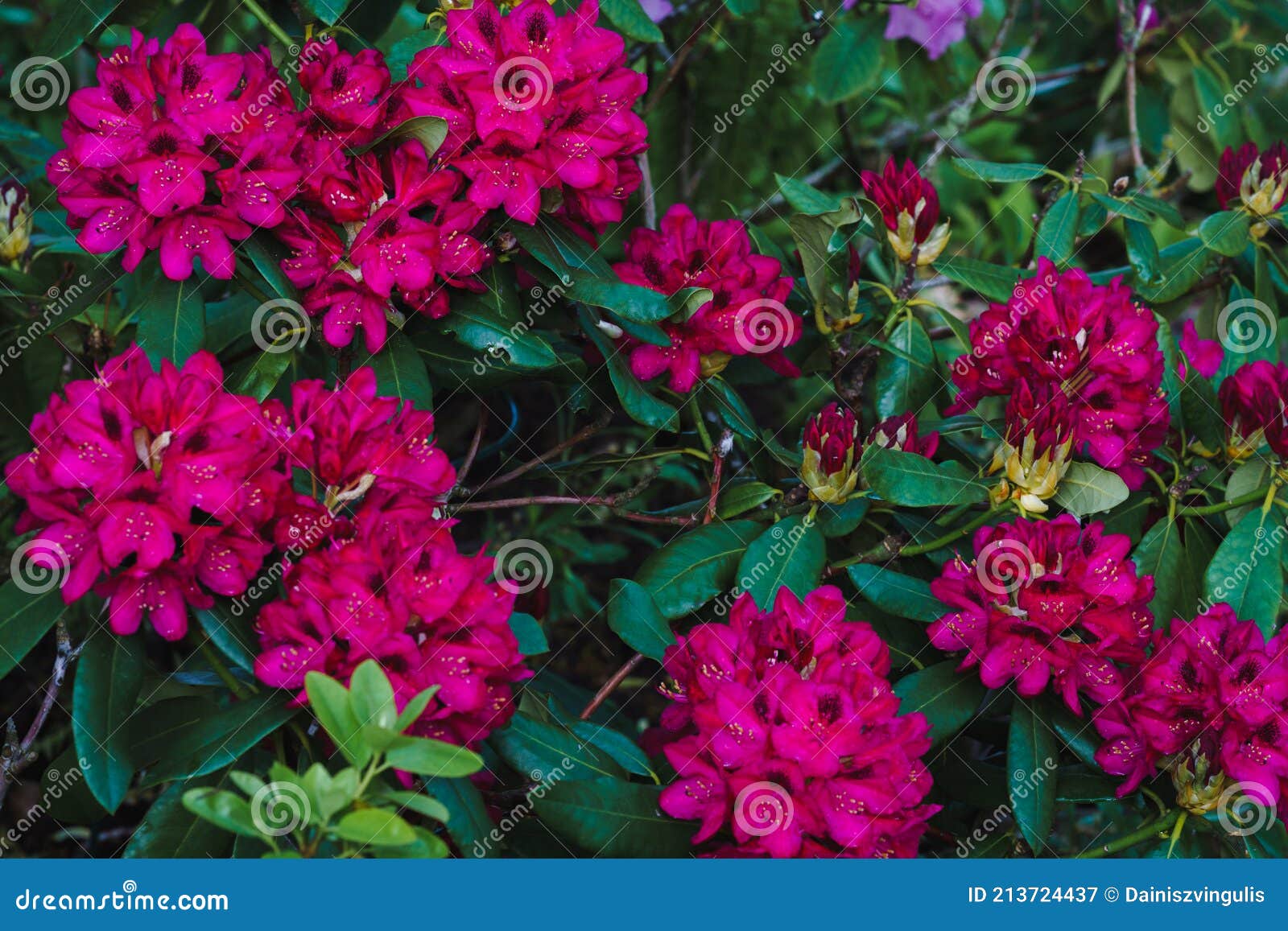 Raspberry Red Rhododendron Flowers Stock Image - Image of growth, green ...